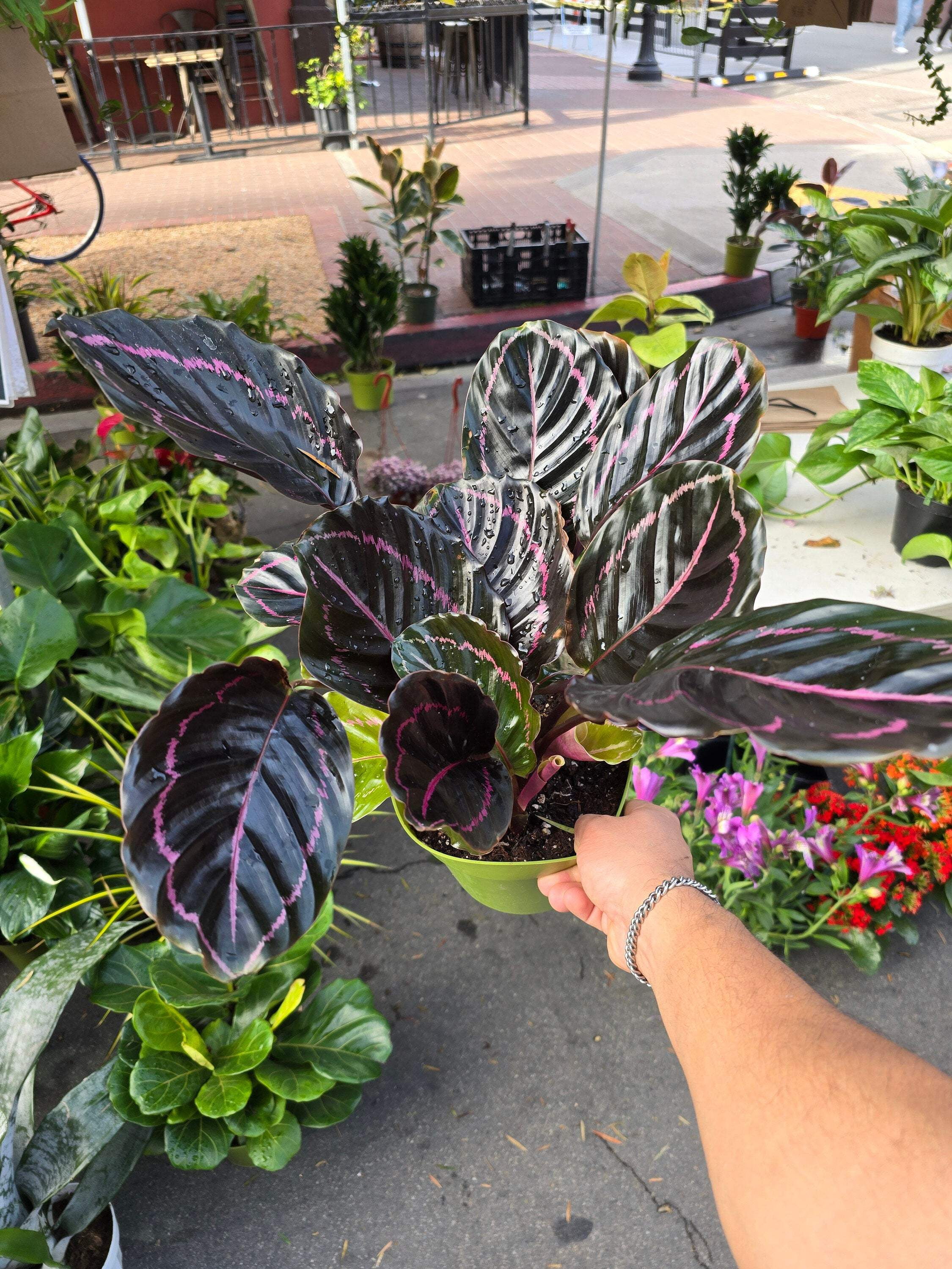 6 inch Pot - Dottie Rose Painted Prayer Live Plant - Calathea roseopicta 'Dottie' - Easy to care ...