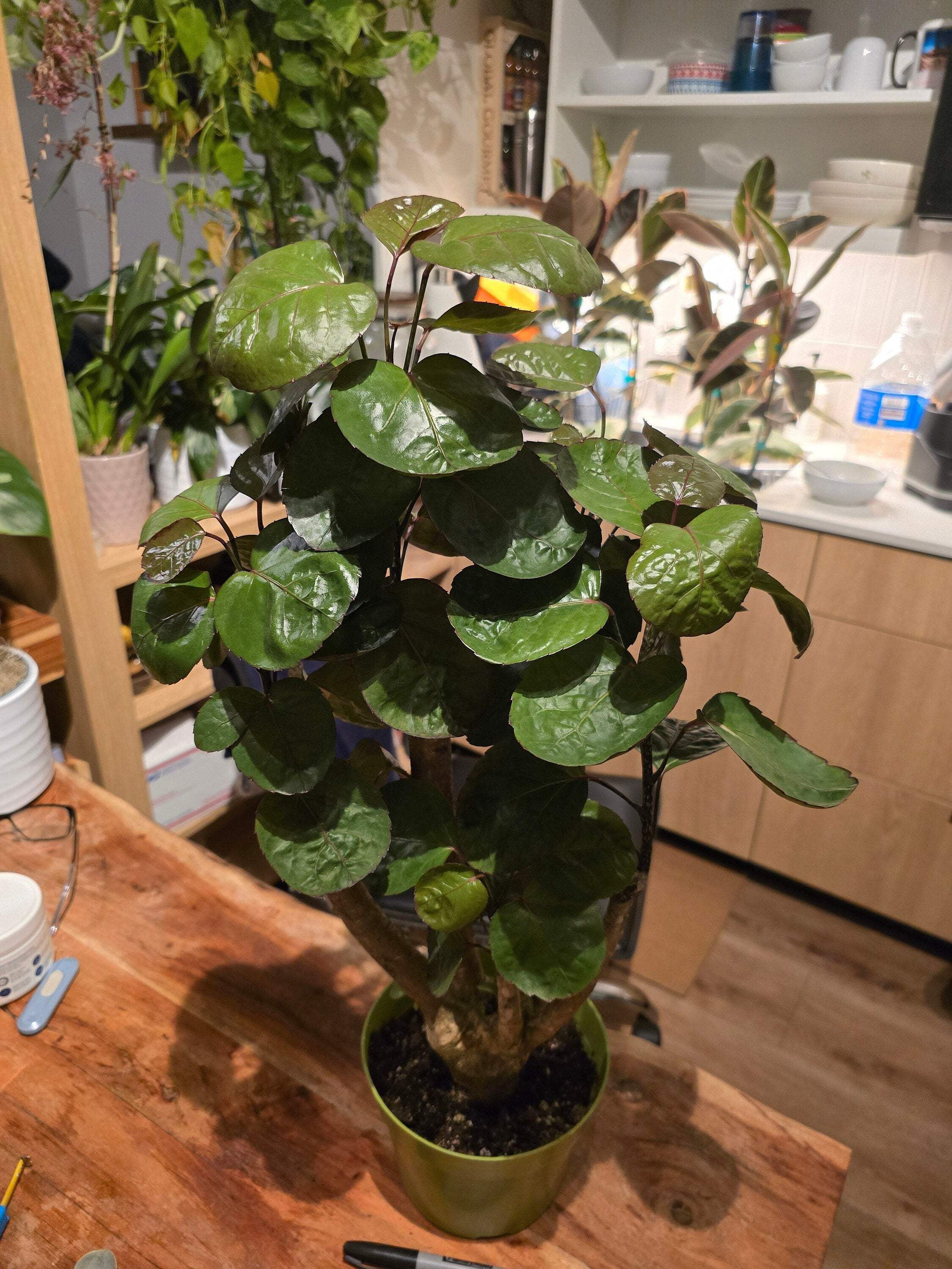 6 inch Pot- Fabian Aralia Tree Stump Unique Bonsai Live Plant, 6" Pot ...