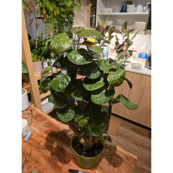 6 inch Pot- Fabian Aralia Tree Stump Unique Bonsai Live Plant, 6" Pot ...