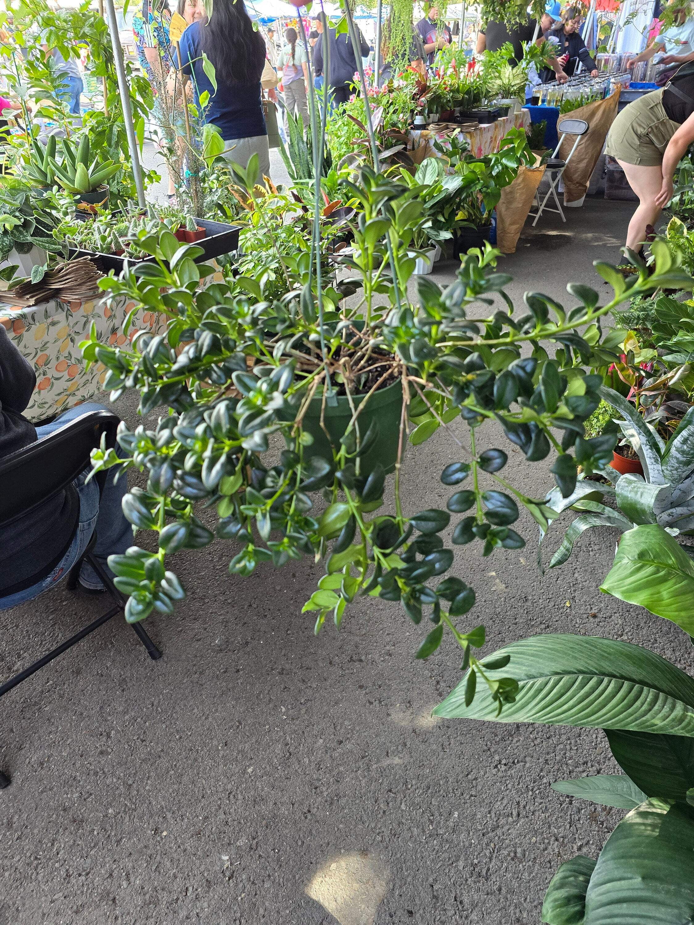 6 inch Pot - Goldfish Plant Green Bushy and big - Get similar to the ...