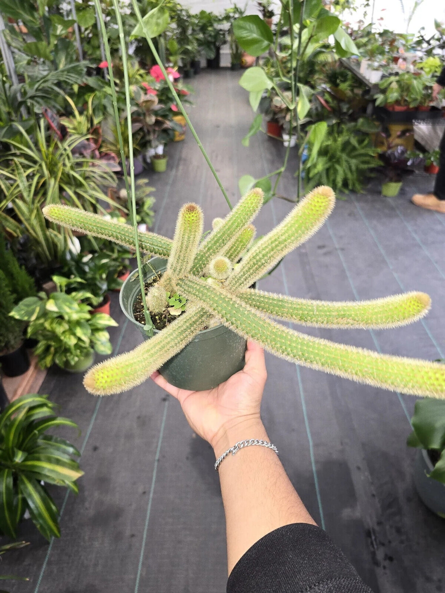 6 inch Pot - Monkey's Tail Live Cactus Cleistocactus Colademononis ...