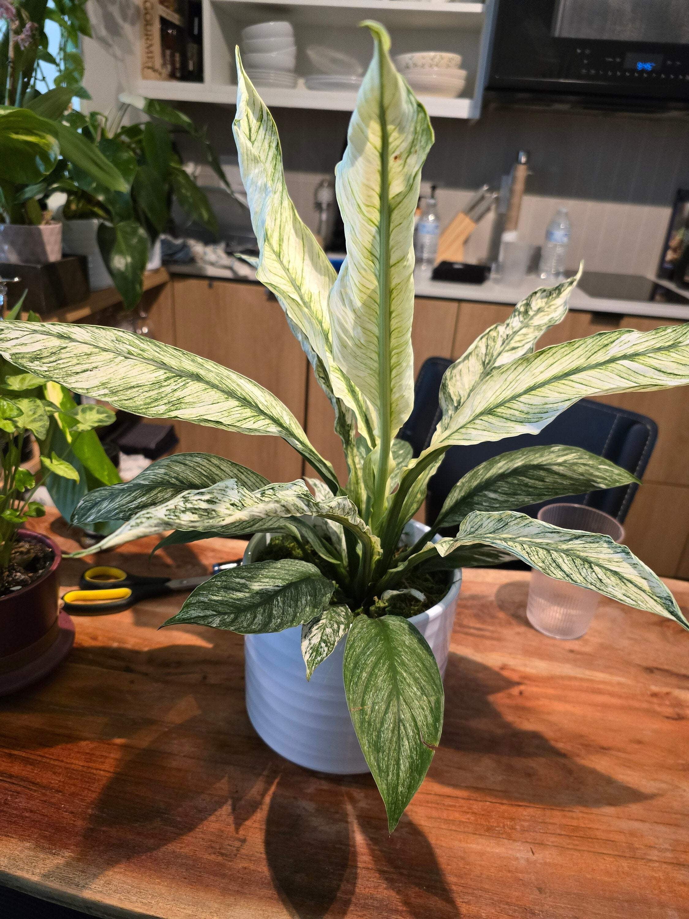 6 inch Pot- Peace Lily Super Variegated with Ceramic Pot - Get similar ...