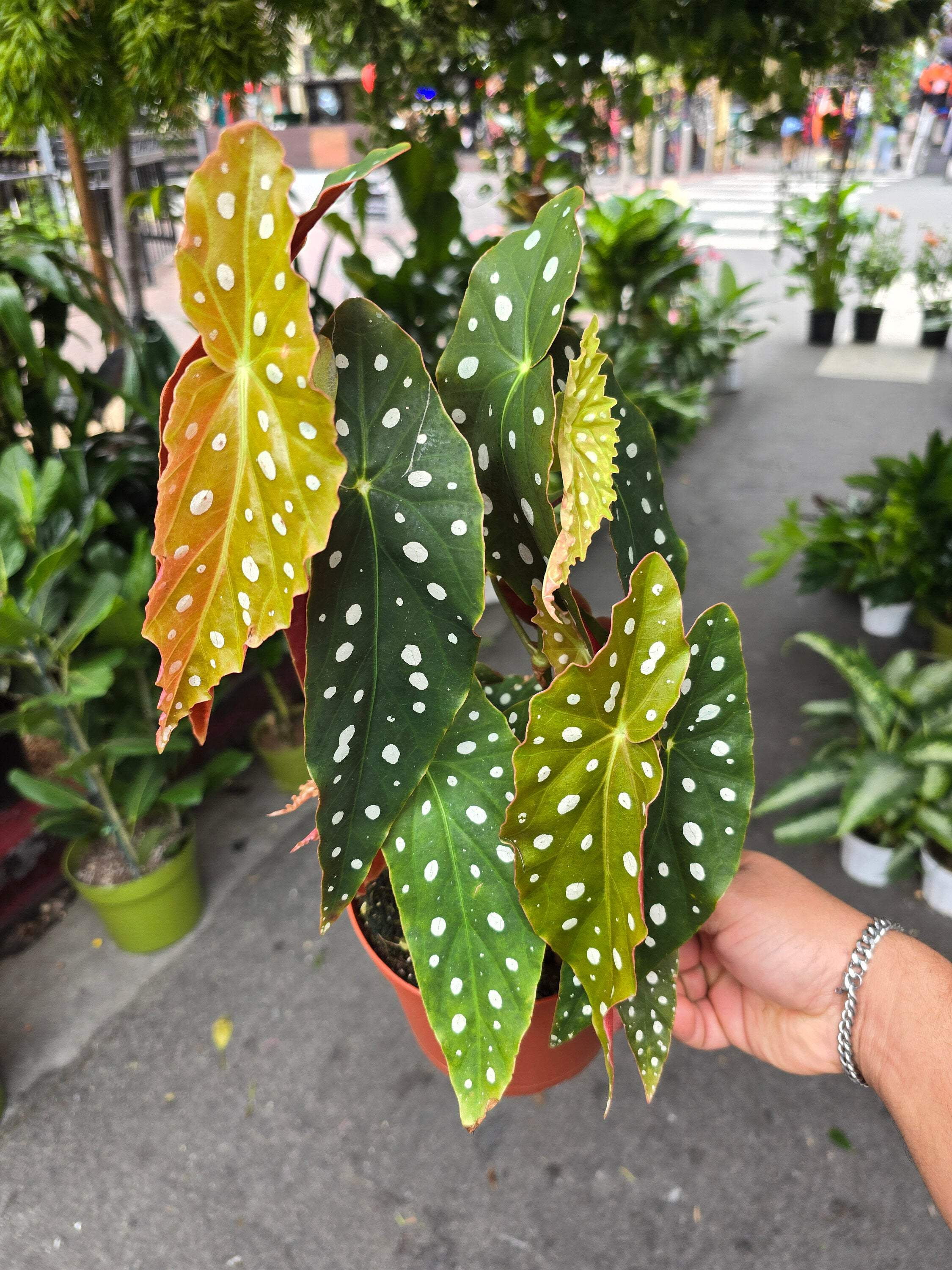 6 inch Pot- Polka Dot Begonia, Begonia Maculata Wightii 1-1.5 ft. Tall ...