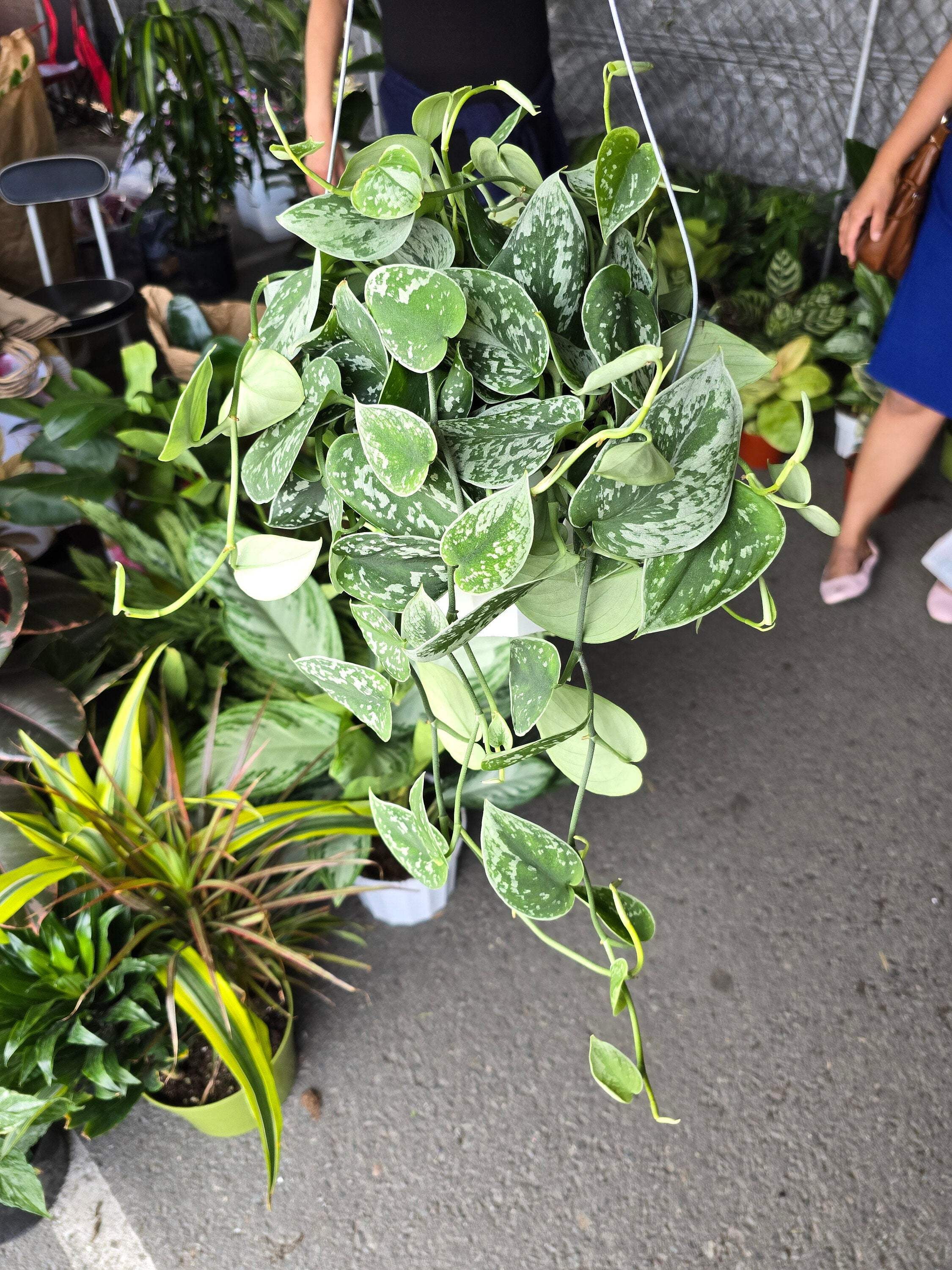 6 inch Pot - Silver Splash Pothos - Live Scindapsus Pictus Exotica ...