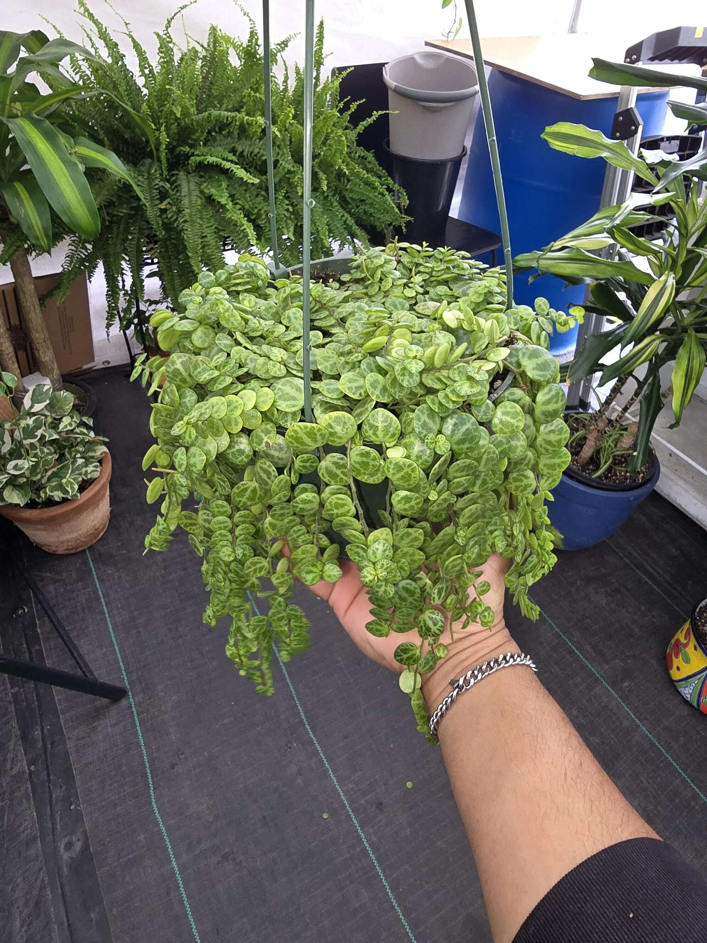 6 inch Pot - String of turtles Succulent, beautiful hanging plant ...