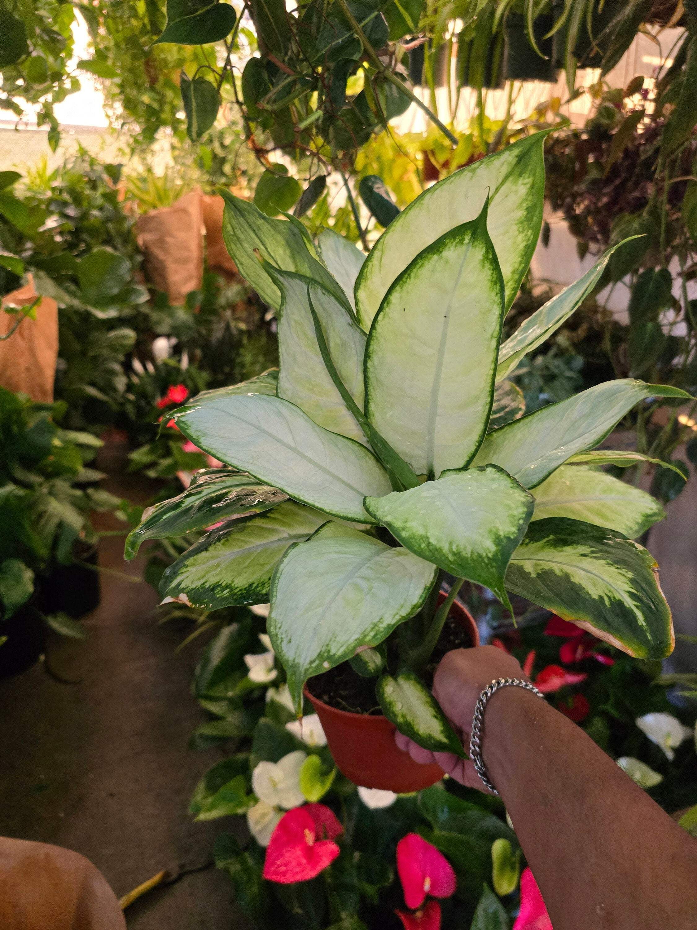 6 inch Pot - Super White Dieffenbachia, Indirect Sunlight, - Indoor ...