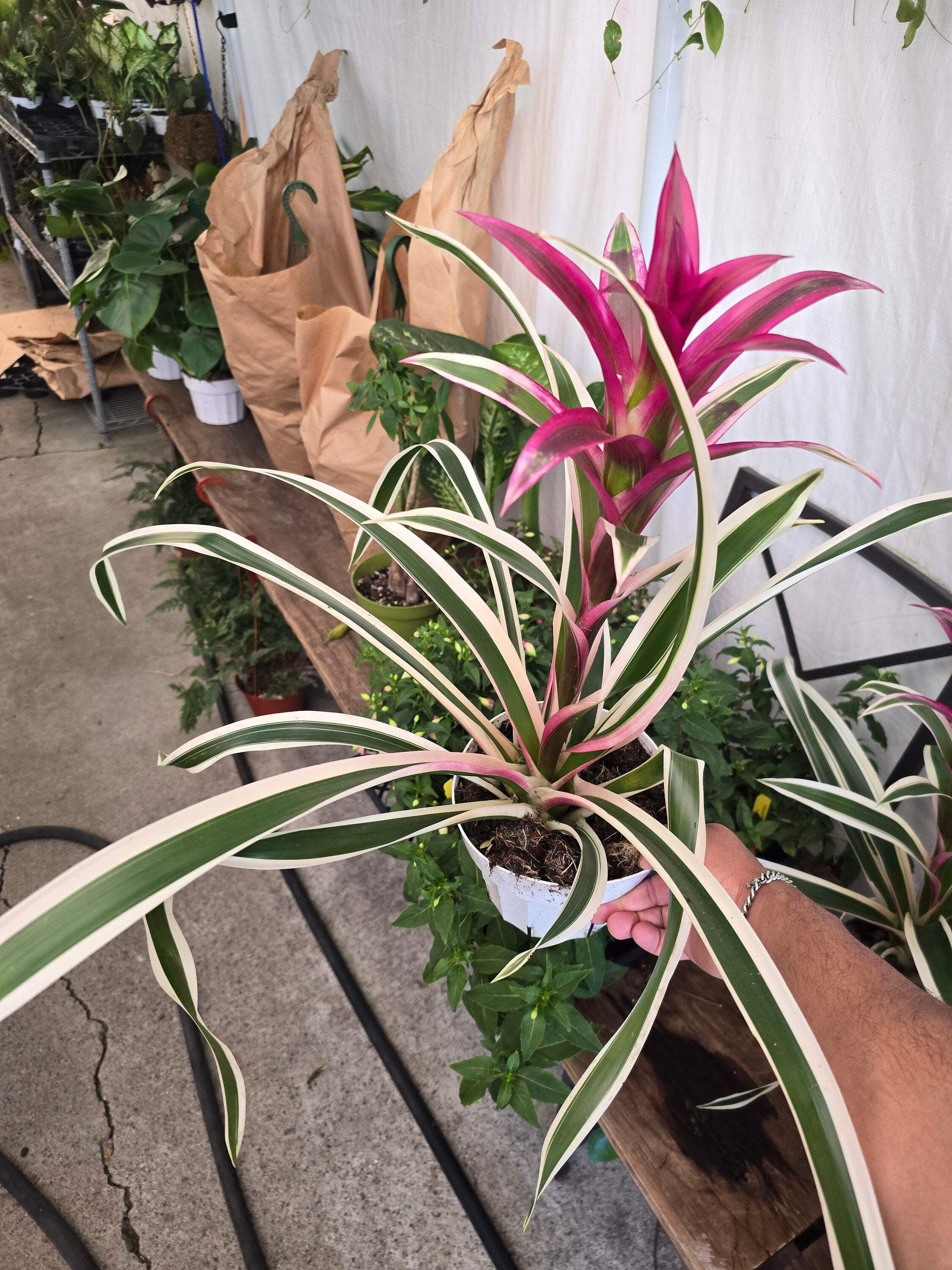 6 inch Pot- XL- 2 ft -Variegated Bromeliad Guzmania - aka Purple ...
