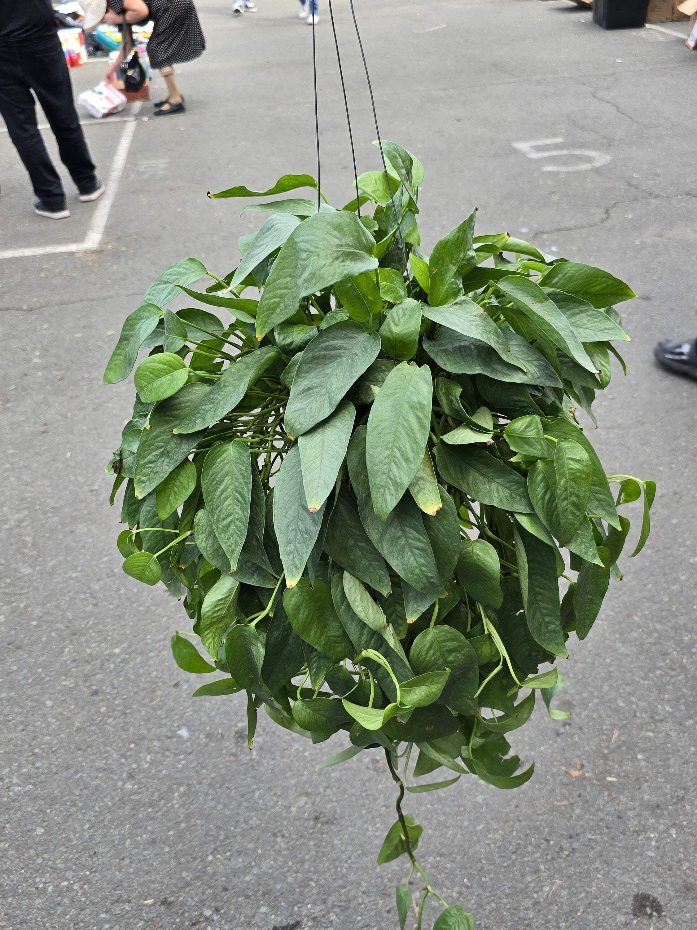 6 inch Pot XL Cebu Blue Pothos (Epipremnum Pinnatum) - Big like the ...