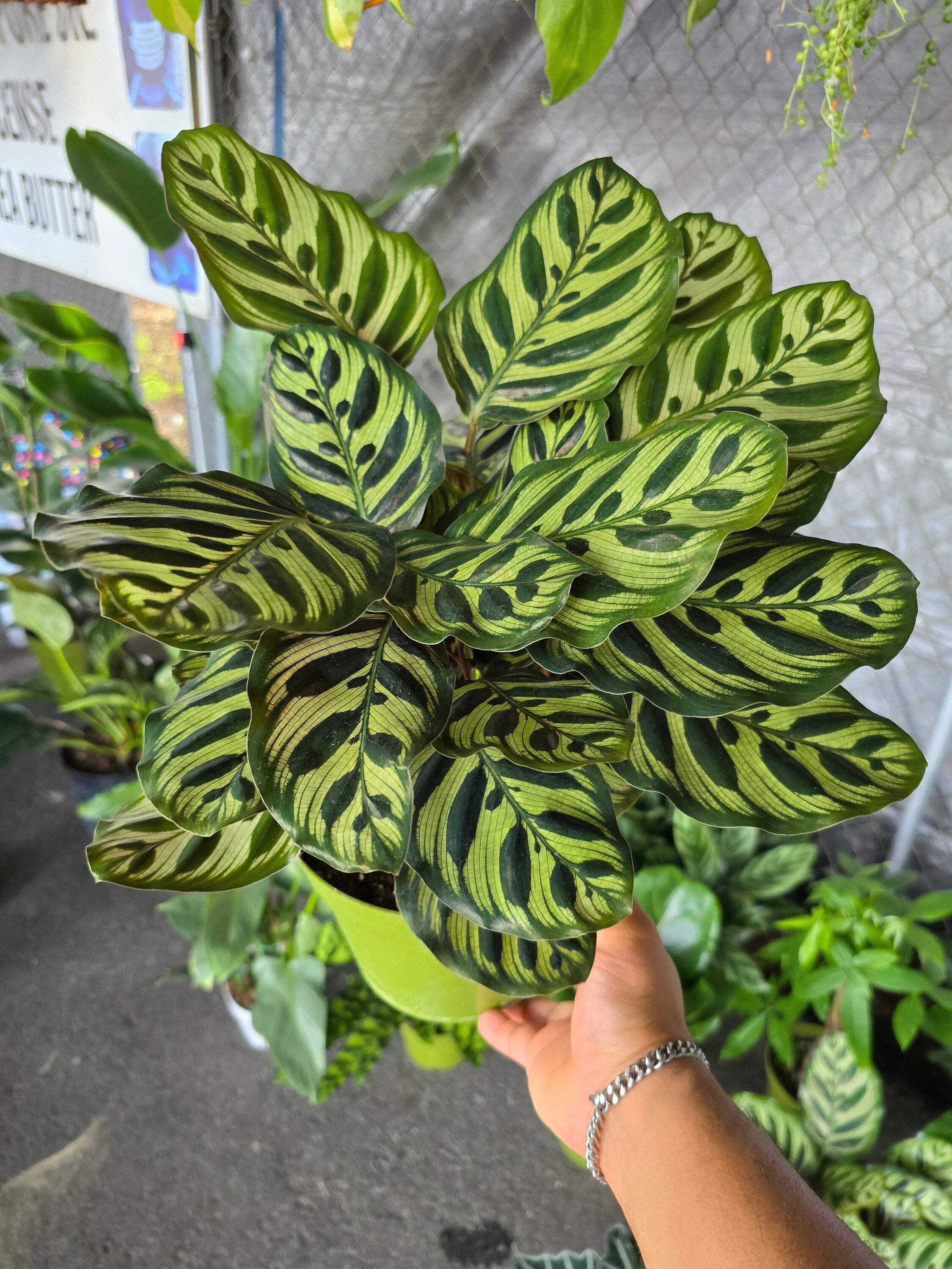 6 inch Pot - XL size Calathea Burle Marxii Prayer Plant "Peacock Plant ...