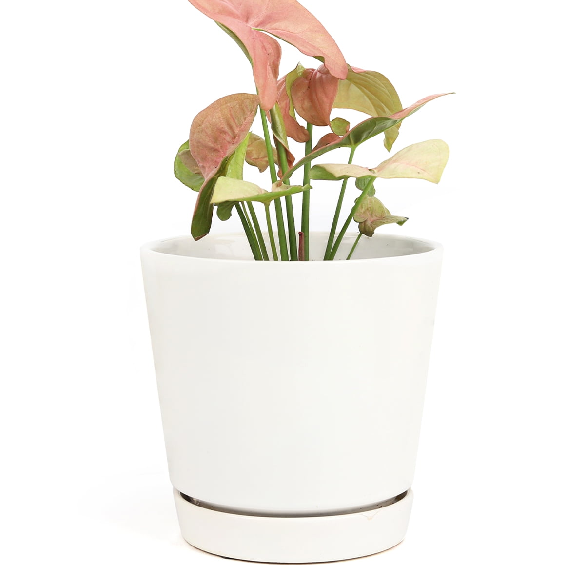 6 inch White Minimalist Pot with Saucer - Pot for Houseplants - Large ...