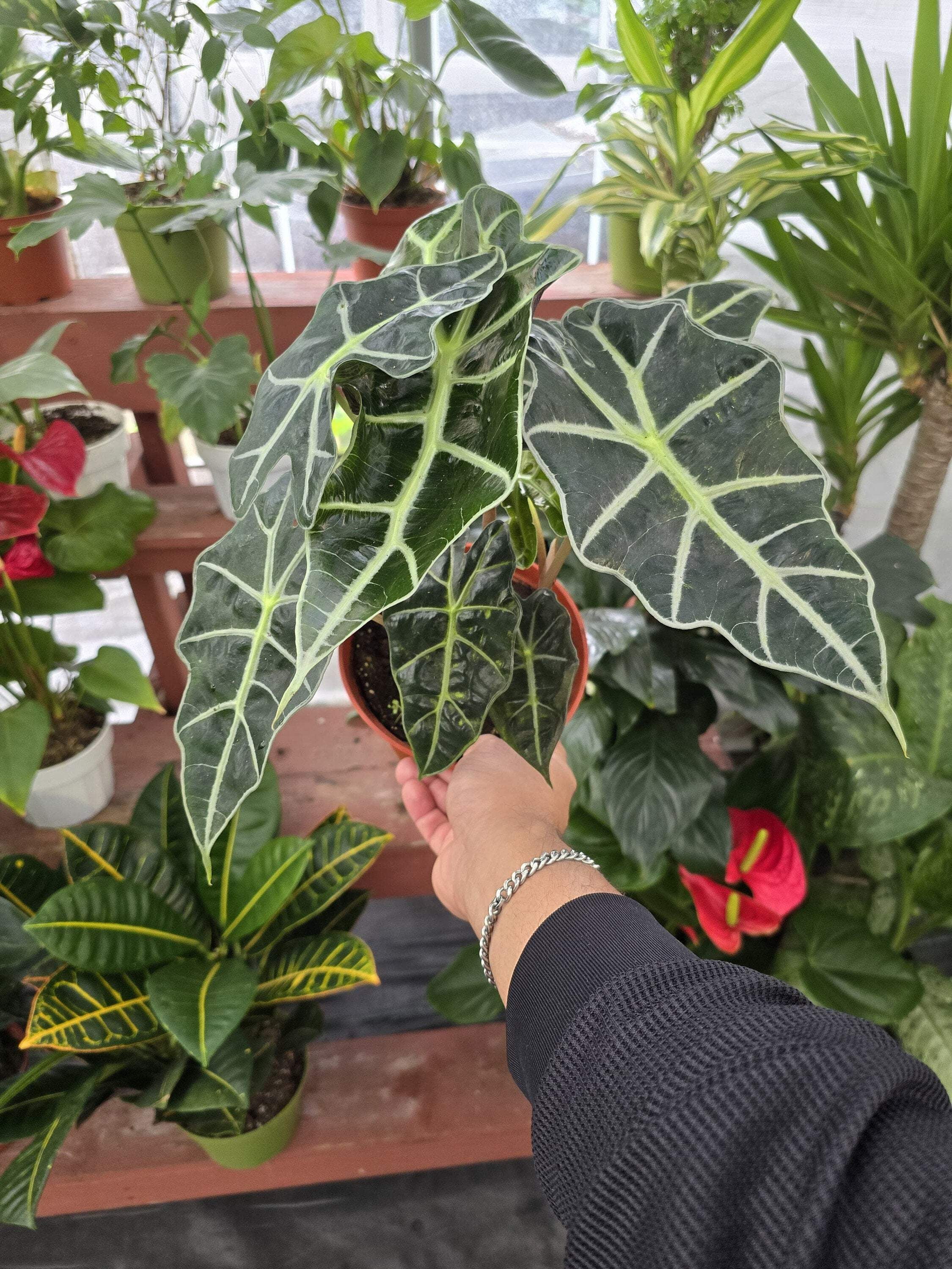 6 inch pot Alocasia Amazonica Polly- House Plant - in USA - Get similar ...