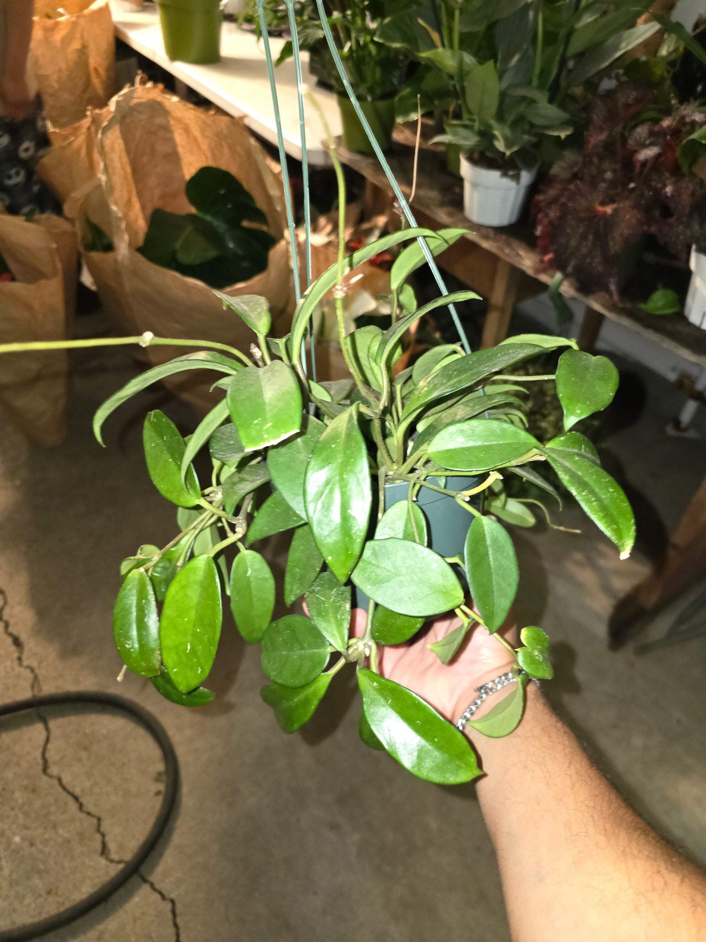 6 inch pot - Hoya Carnosa Green - Gives beautiful flowers- low ...