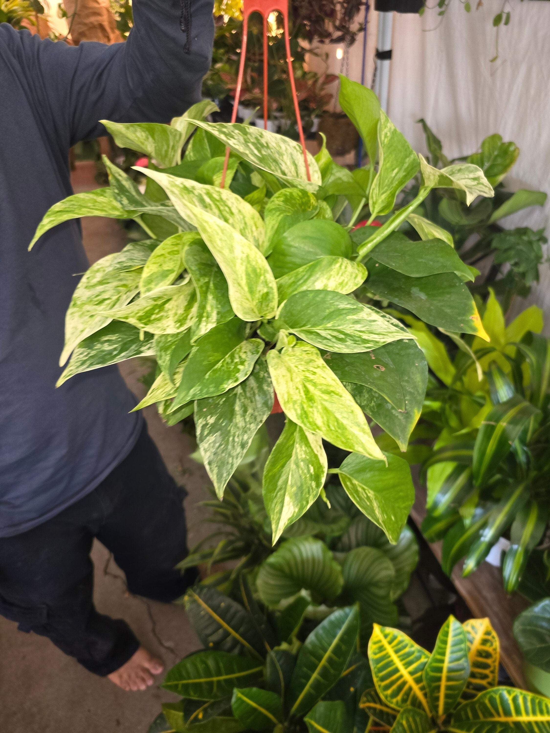 6 inch pot - Marble Queen Pothos hanging pot - Get similar to the ...