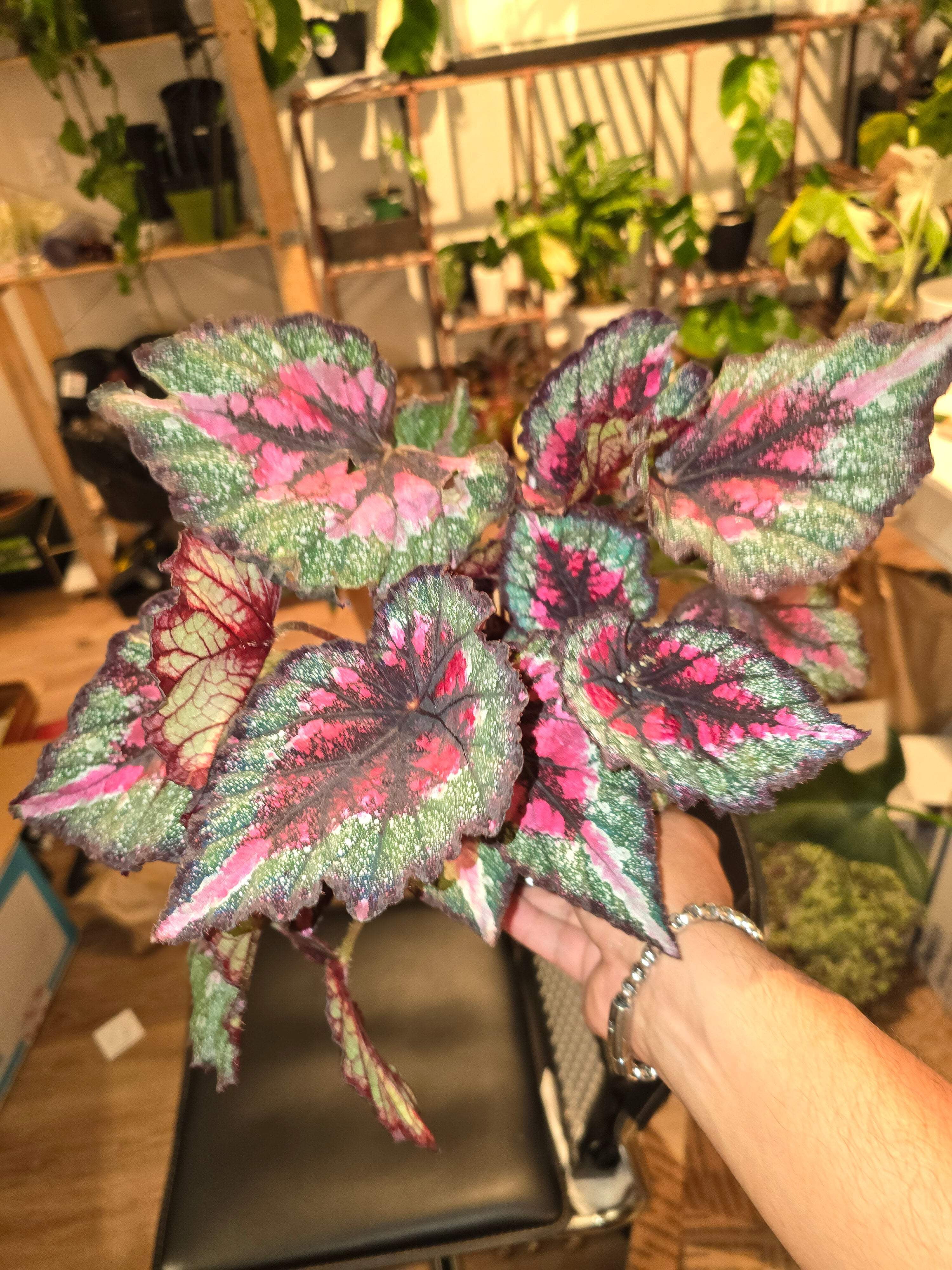 6 inch pot - Raspberry Beret, Begonia Rex, Painted-Leaf Winter Begonia ...
