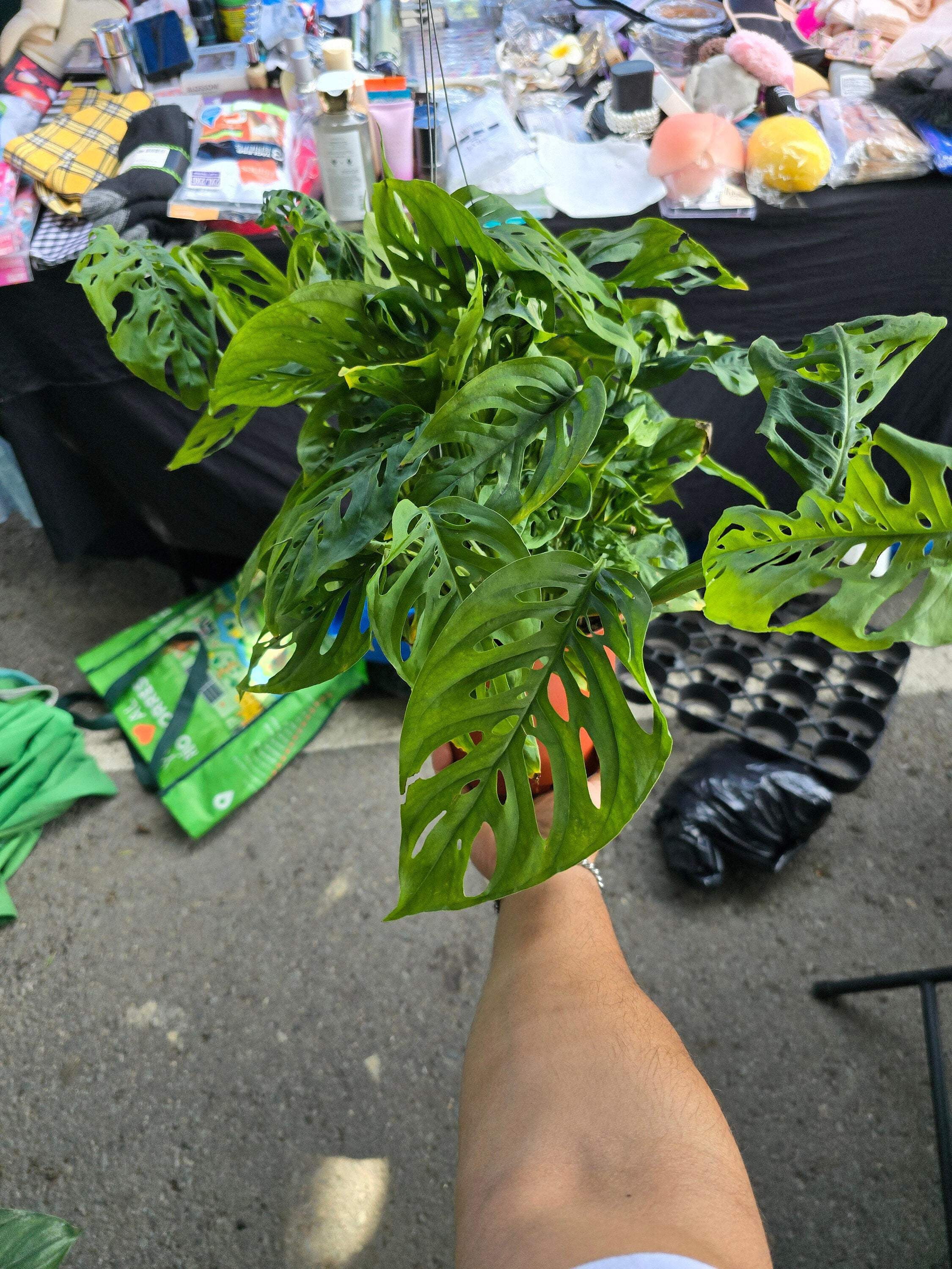 6 inch pot -long Monstera adansonii, swiss cheese Live plant hanging ...