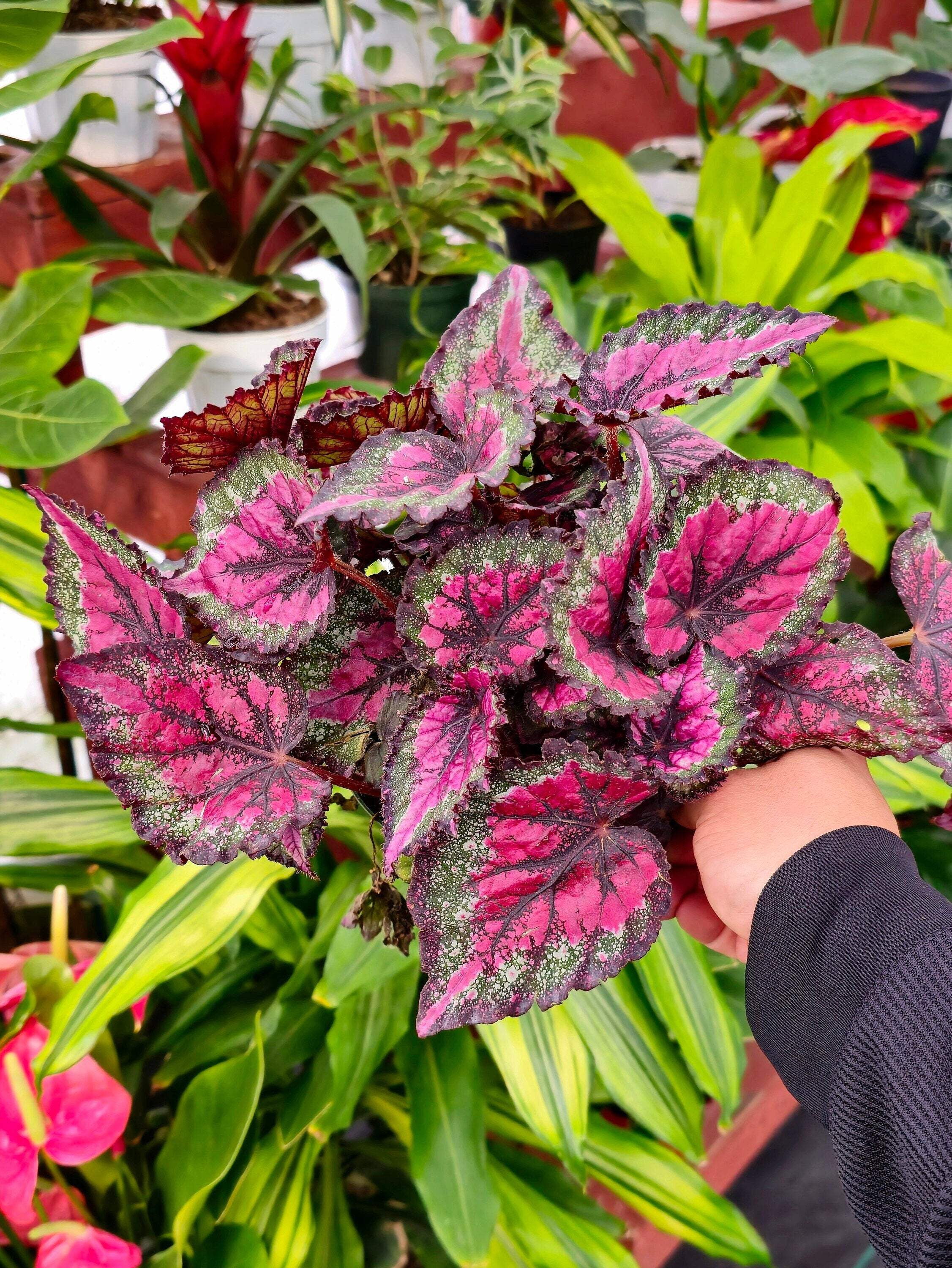 6 inchPot - Raspberry Beret, Begonia Rex, Painted-Leaf Winter Begonia ...