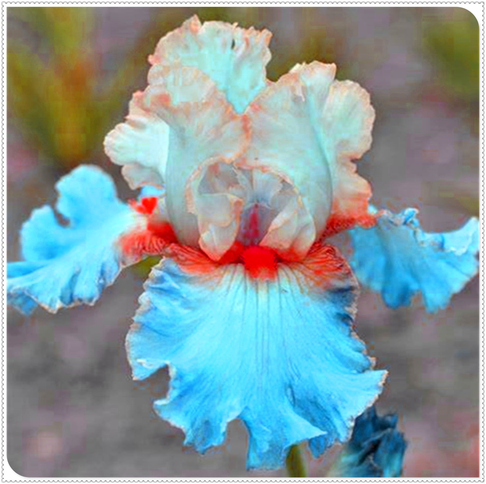 6 pcs- Iris，Simple to Grow Fall or Spring Surprise to Grow Indoor or ...
