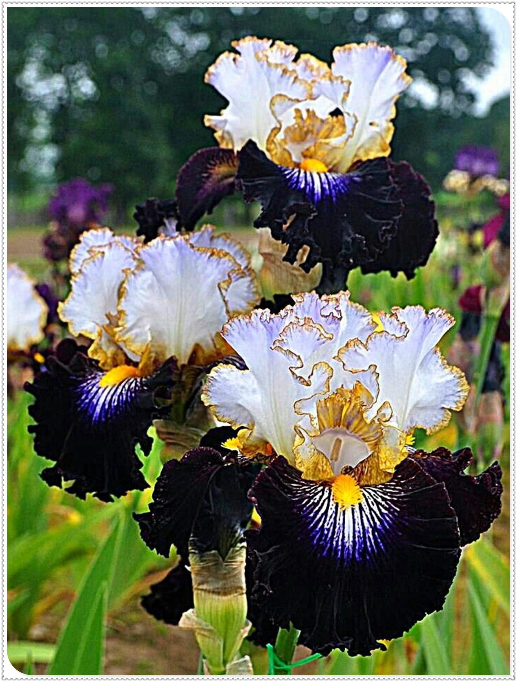 6 pcs- Iris，Simple to Grow Fall or Spring Surprise to Grow Indoor or ...