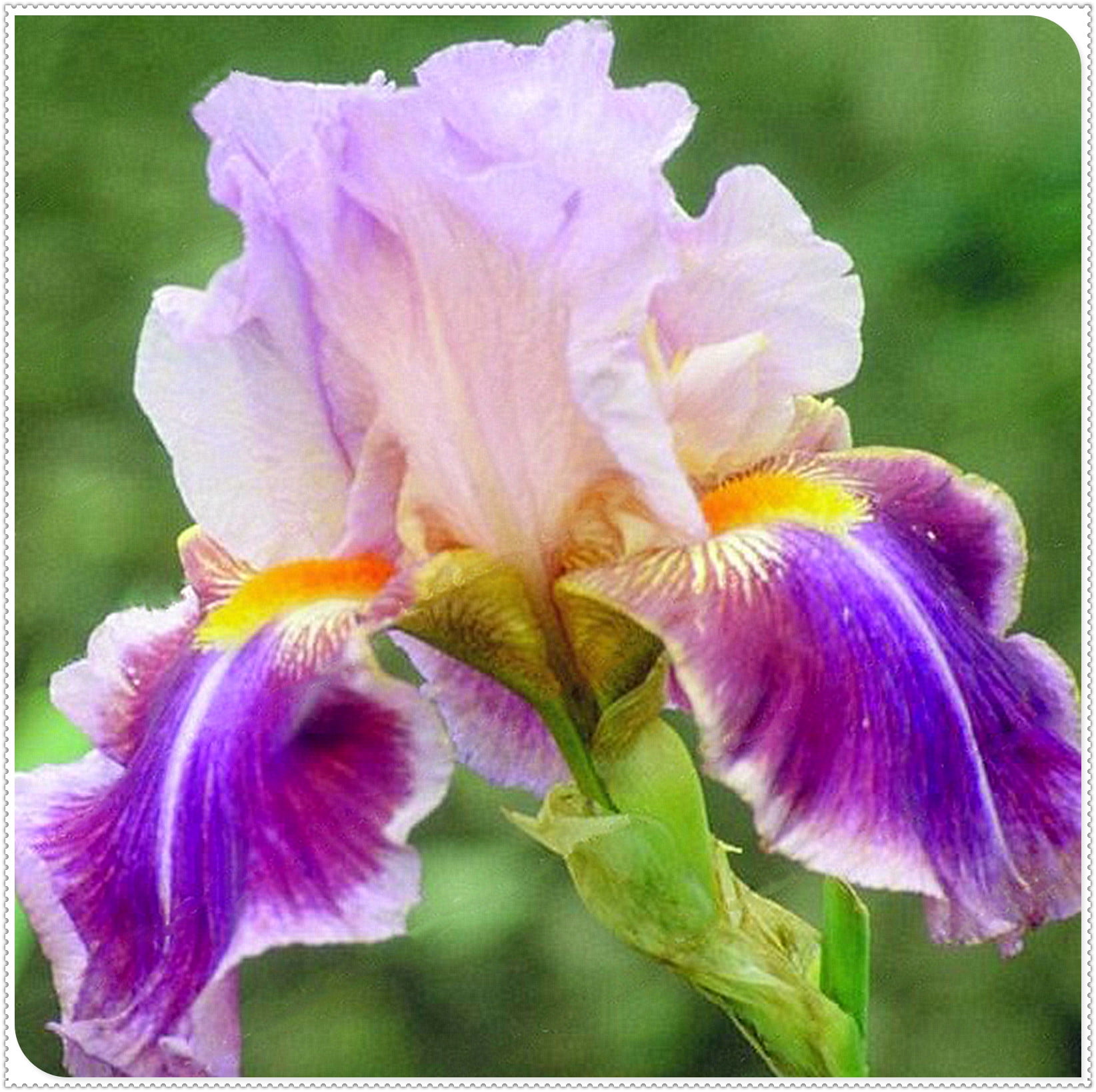 6 pcs- Iris，Simple to Grow Fall or Spring Surprise to Grow Indoor or ...
