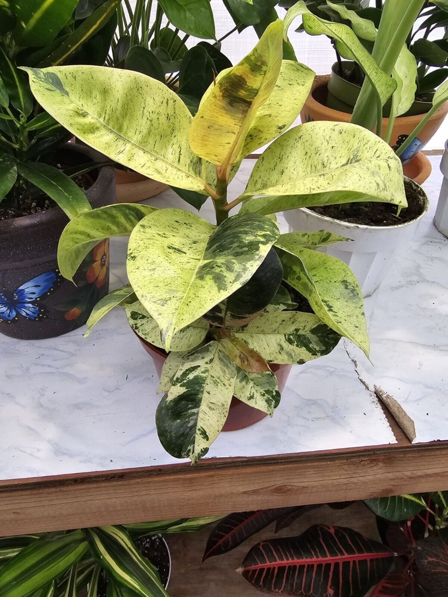 Rubber Tree Moonshine Variegated 6-Inch Live Plant in Pot - Walmart.com