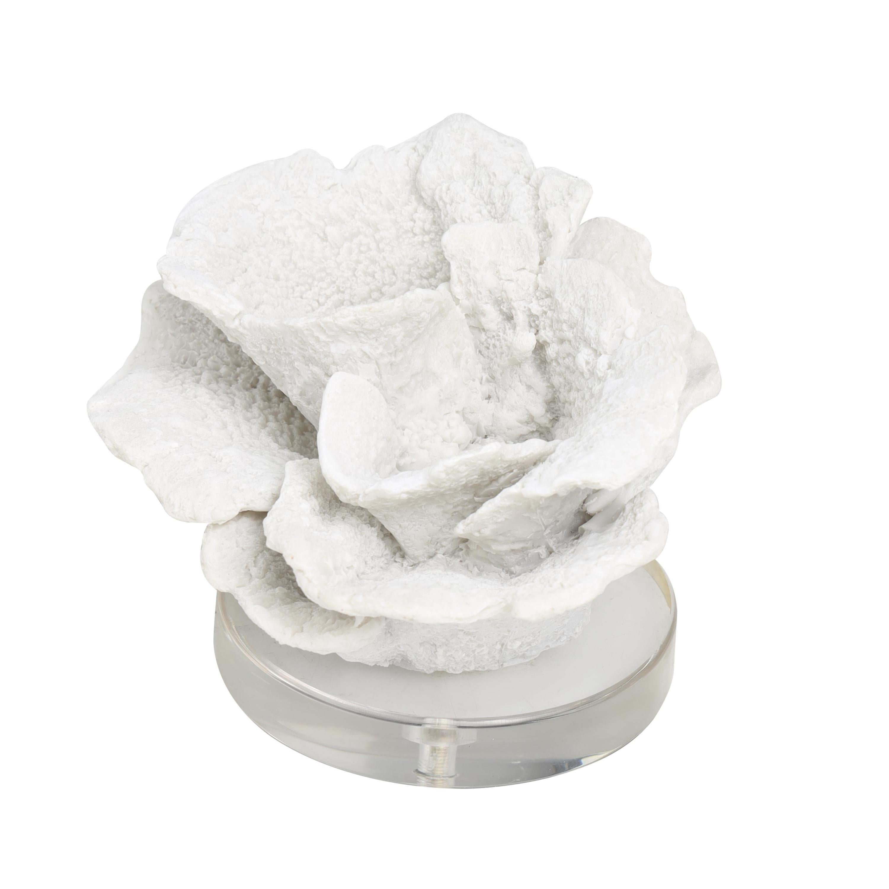 6" x 4" White Polystone Small Textured Coral Sculpture with Clear ...