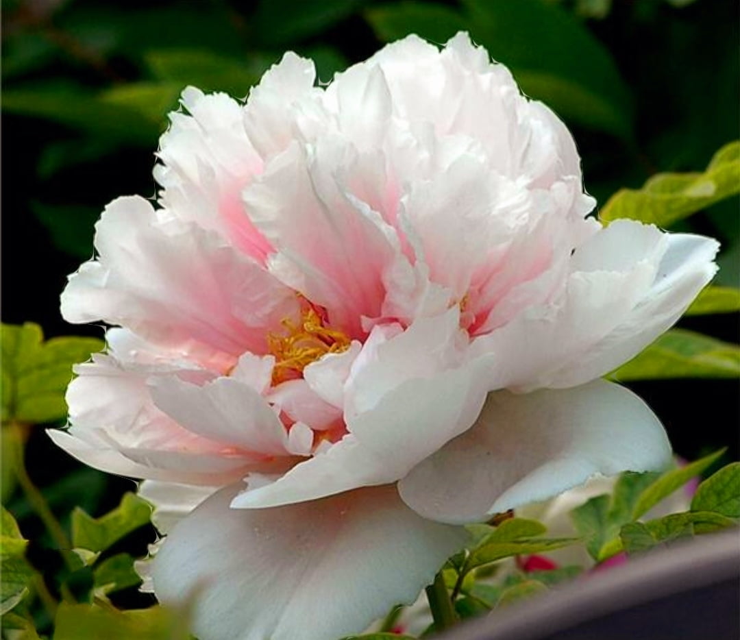60 Chinese Peony Seeds Fragrant Mixed Purple Pink Rose red White Moutan ...
