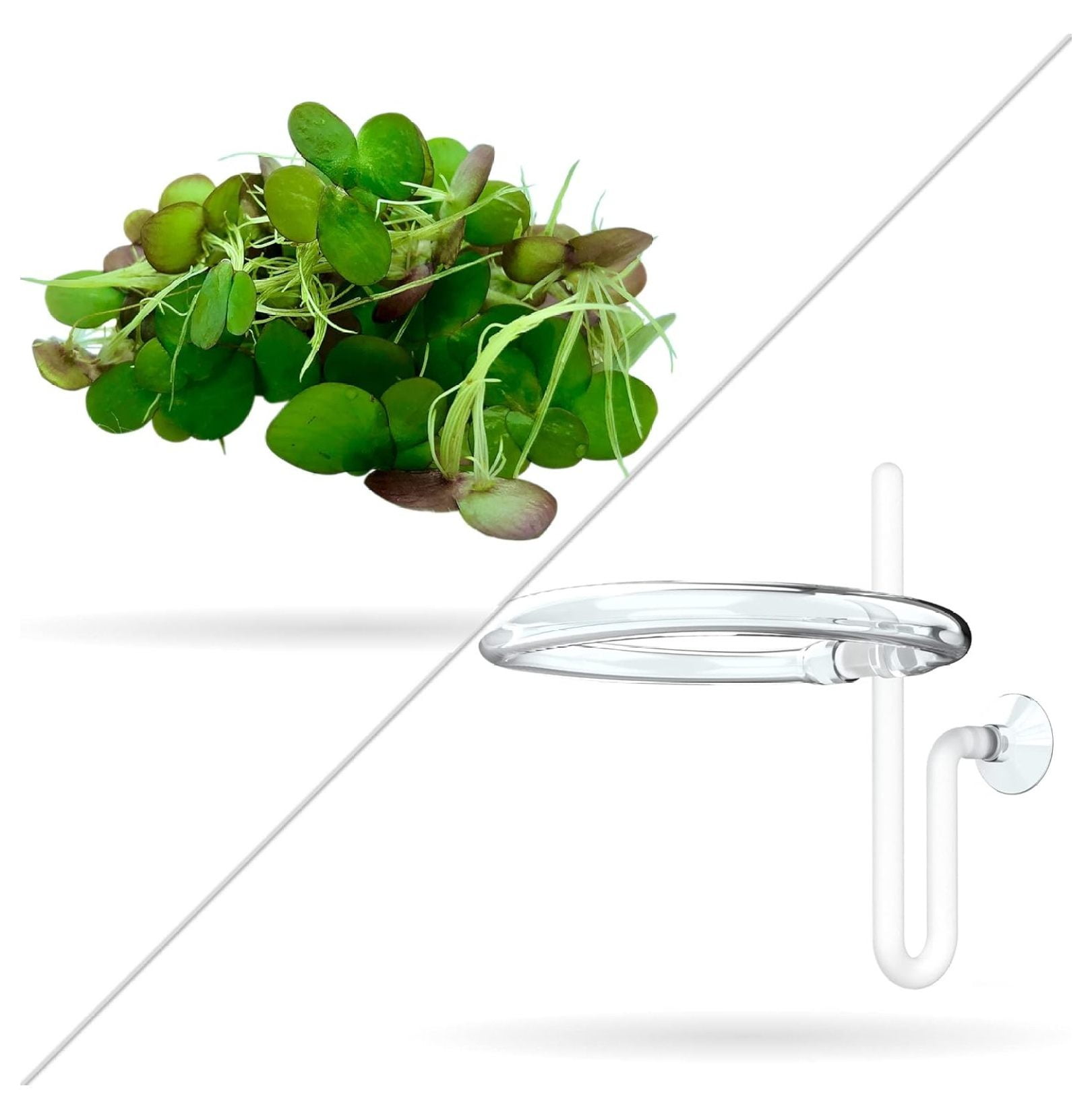 60+ Giant Duckweed (+Mystery Plant + Invisible Feeding Ring) Live ...