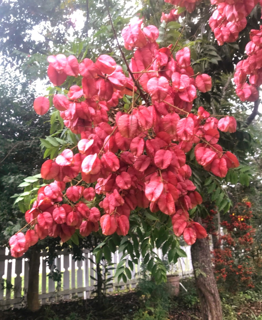 60 Golden Rain Tree Seeds Chinese Flame Tree Koelreuteria Paniculata ...