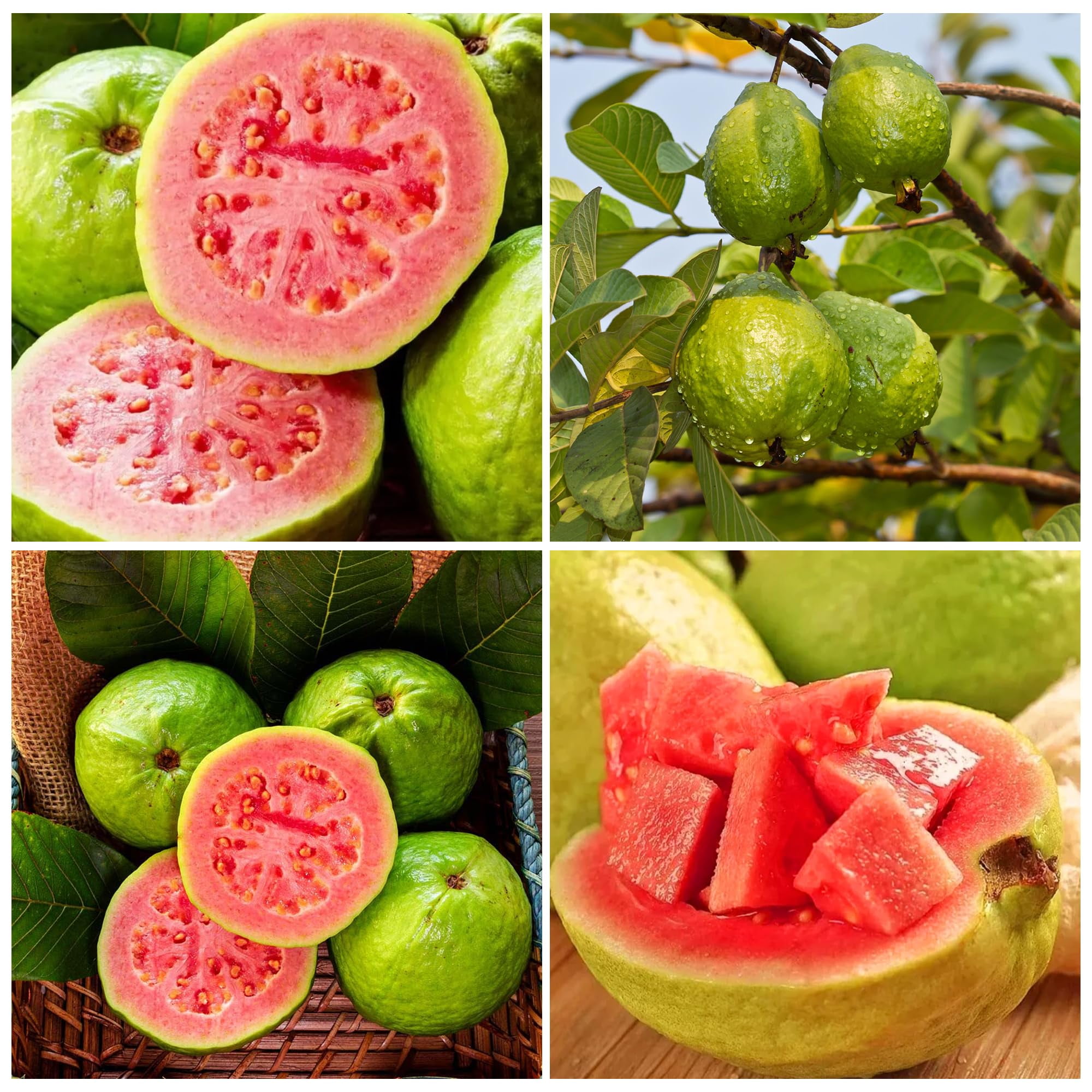 60+ Guava Fruit Tree Seeds for NSD3 Planting Outdoors-Exotic and Delicious Tropical Fruit ...