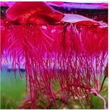 60+ Leaf Red Root Floater Live Aquarium Floating Plant – Freshwater ...
