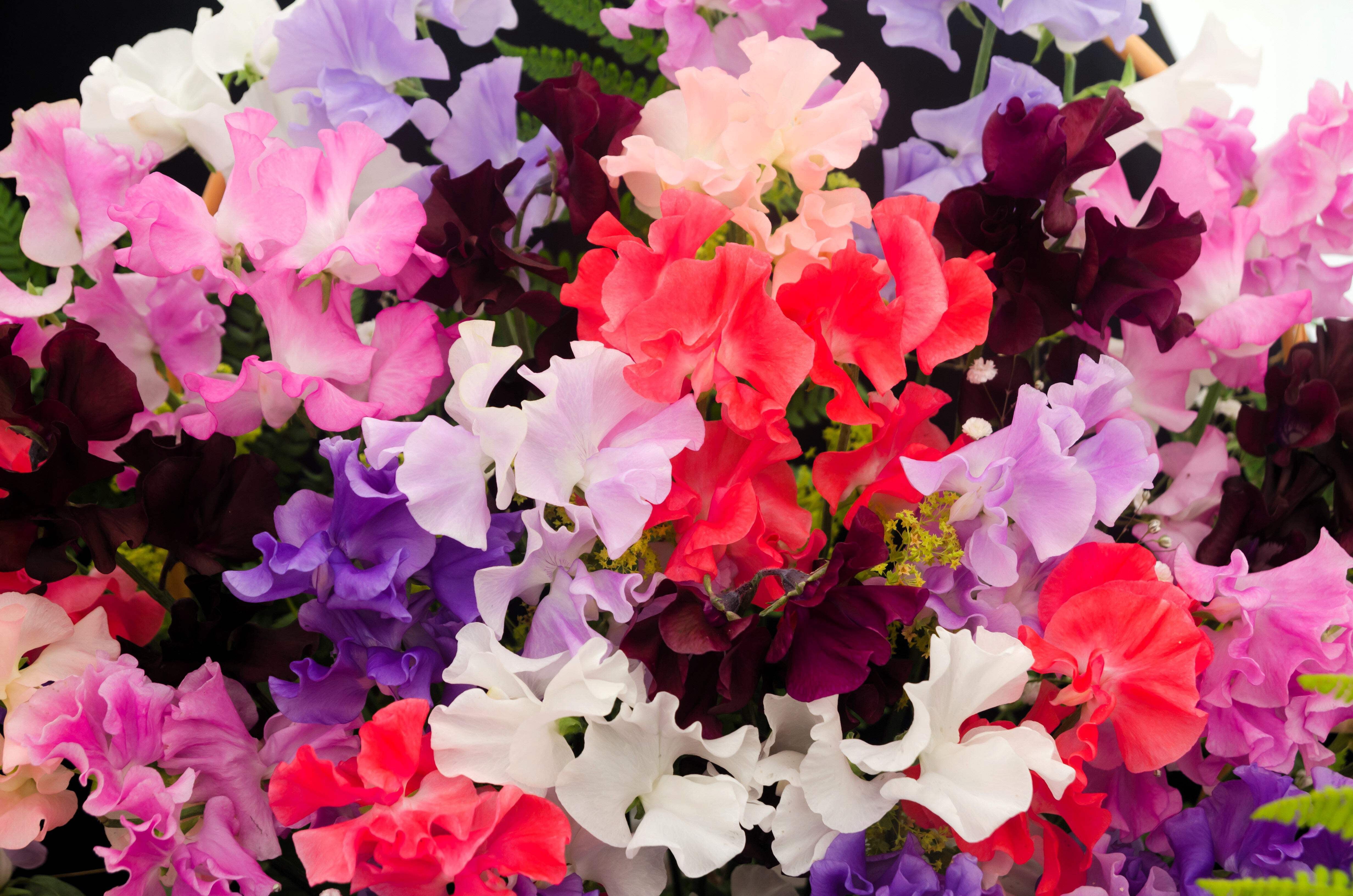 60 Mixed Colors SWEET PEA ROYAL Family Mix Lathyrus Odoratus Flower ...