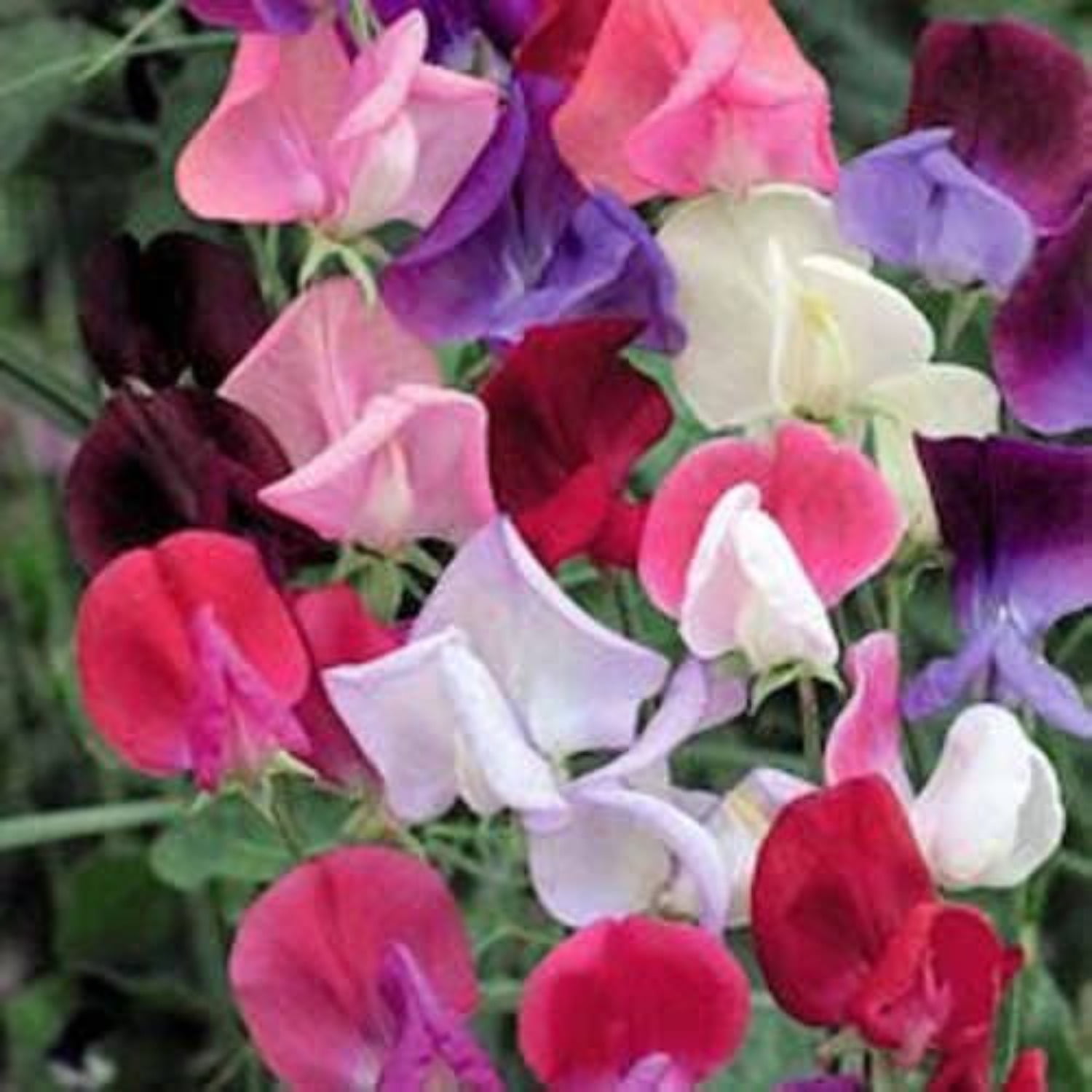 60 Mixed Colors SWEET PEA ROYAL Family Mix Lathyrus Odoratus Flower ...