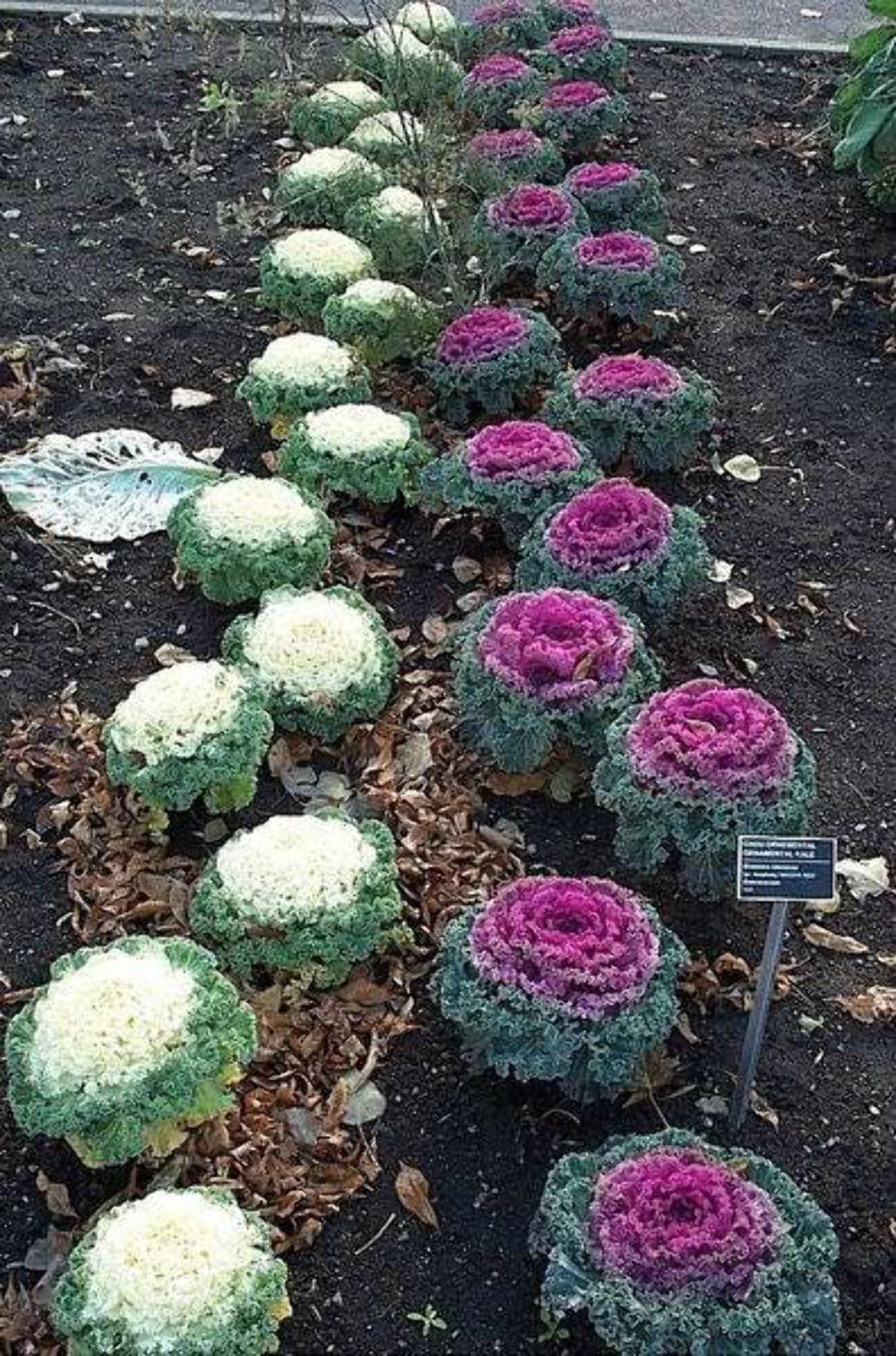 60 Seeds ORNAMENTAL KALE MIXED Colors Brassica Oleracea Flower Seeds ...