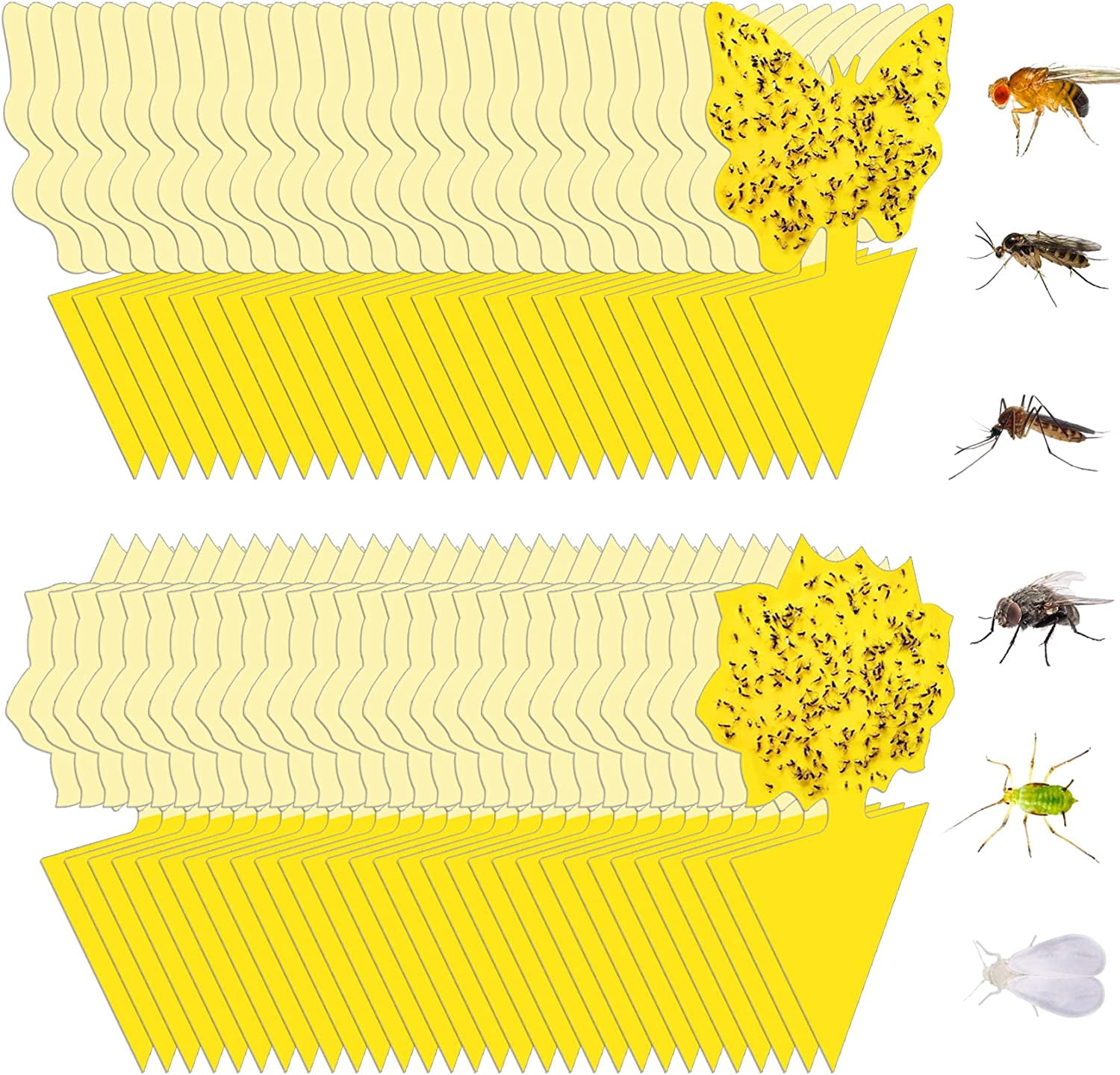 60 Pack Fruit Fly Trap for Indoors, Fungus Gnat Killer Indoor Sticky ...