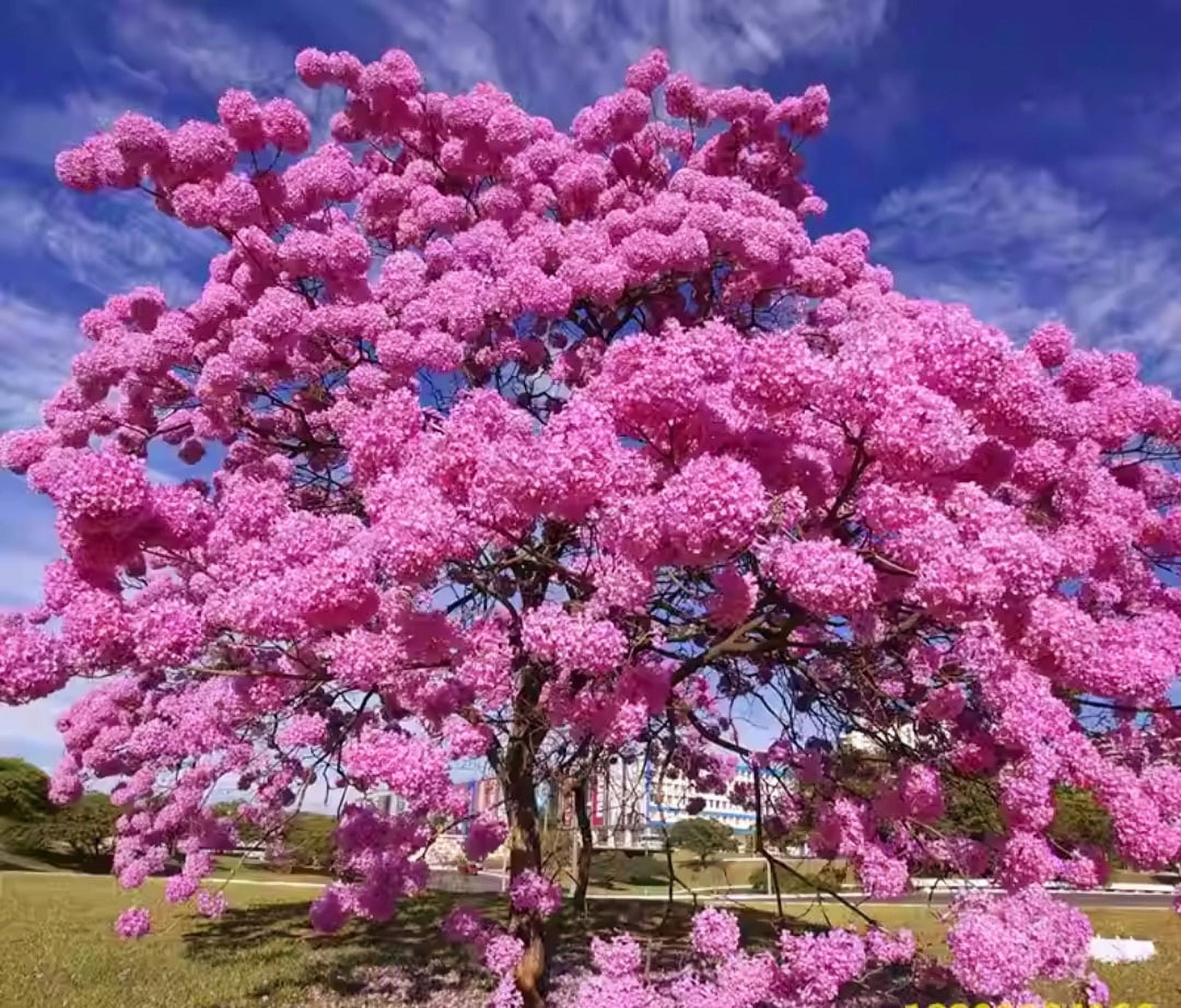 60 Pink Tabebuia Rosea Seeds Trumpet Tree Handroanthus chrysotrichus ...