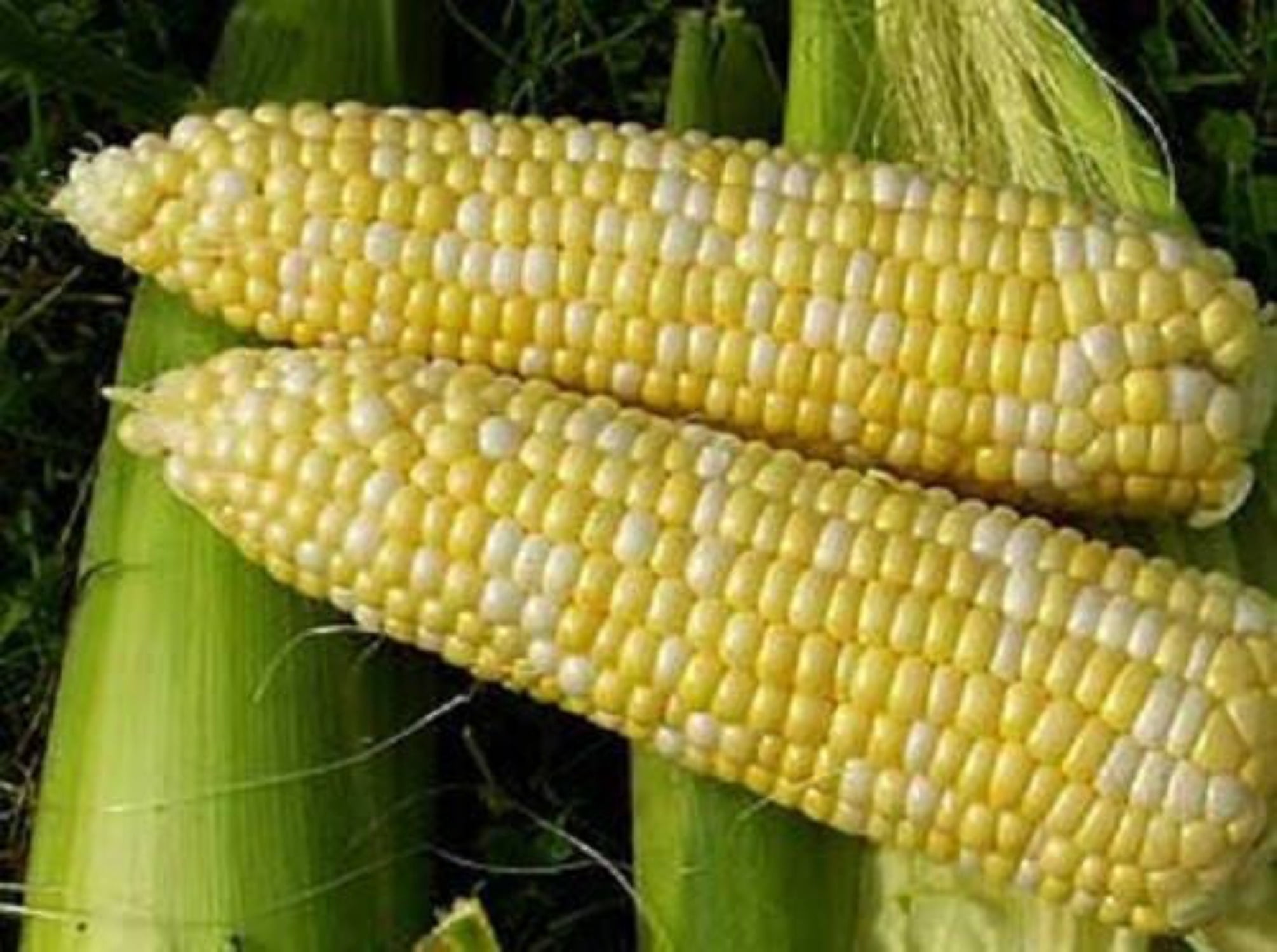 60 Seeds BICOLOR CORN DELECTABLE Yellow & White Zea Mays Vegetable ...