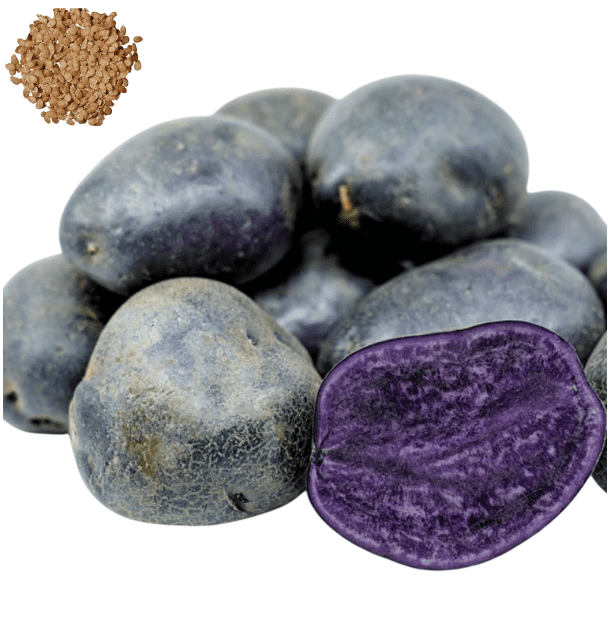 60 TPS True Potato Seeds Purple Majesty Potatoes Seeds Potato Heirloom ...