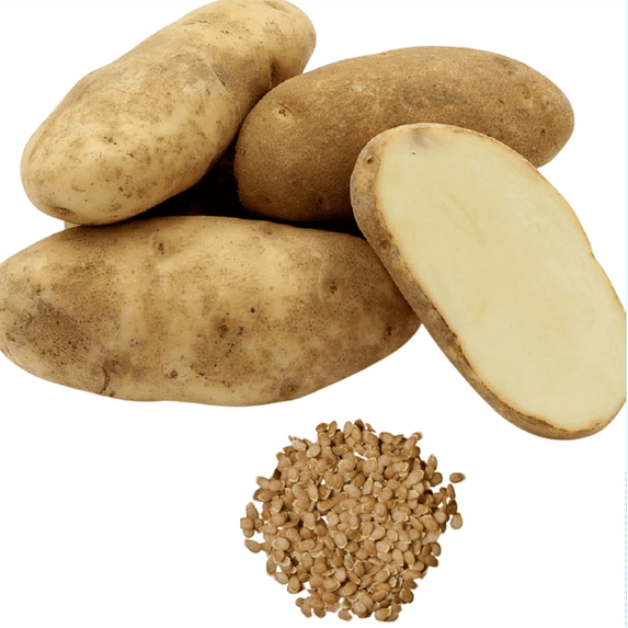 60 TPS True Potato Seeds Russet Potatoes Seeds Brown Potato Heirloom ...