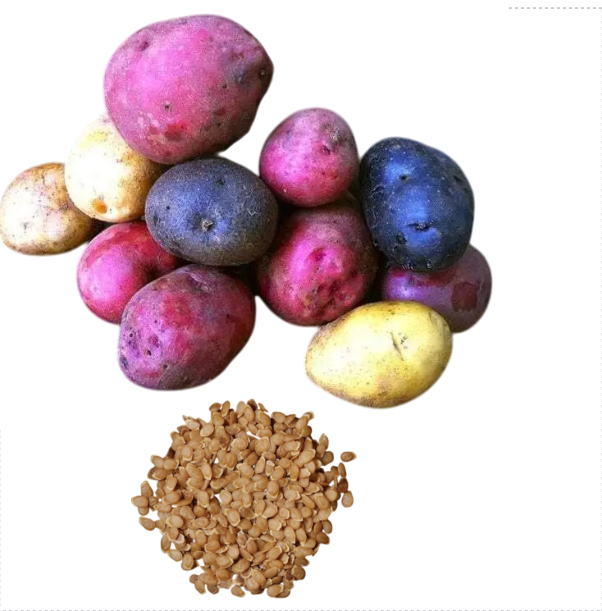 60 TPS True Potato Seeds Yellow Brown Reds Blue Color Potatoes Seeds ...