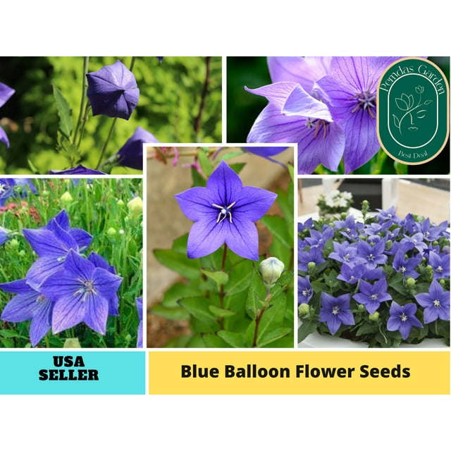 60 seeds| Blue Balloon Flower seeds, - Authentic Seeds ~ GMO Free ...