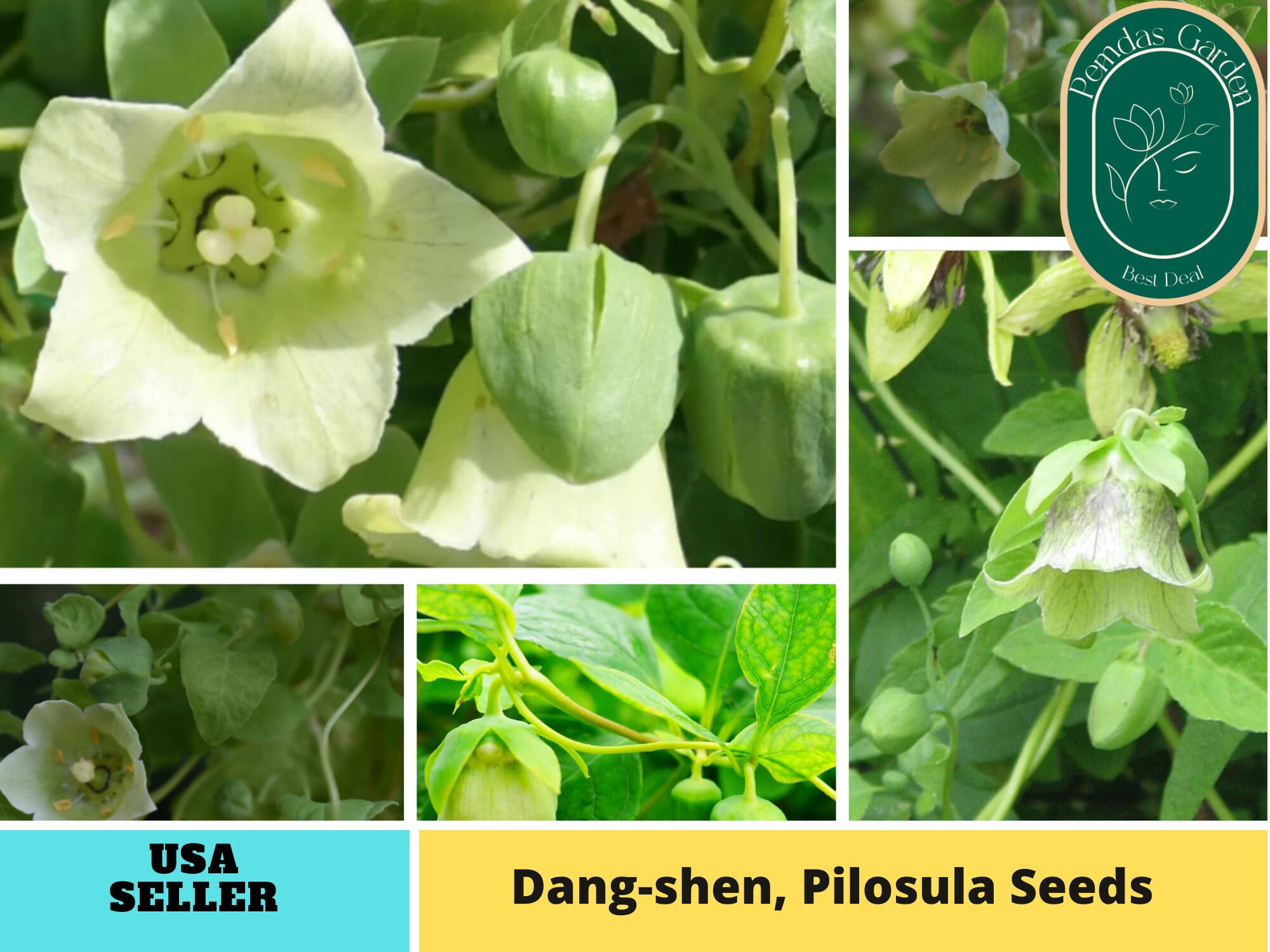 60 seeds| Dang-shen Seeds, pilosula seeds, - Authentic Seeds ~ GMO Free ...