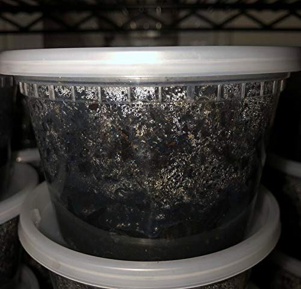 600+ Live Springtails Very Large Established Colony (Clean Up Crew ...