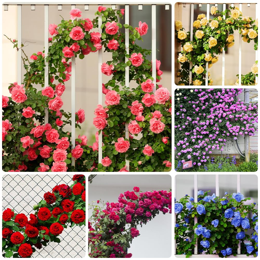 600+ Mix Climbing Rose Seeds for MVR1 Planting Outdoors Heirloom Roses ...
