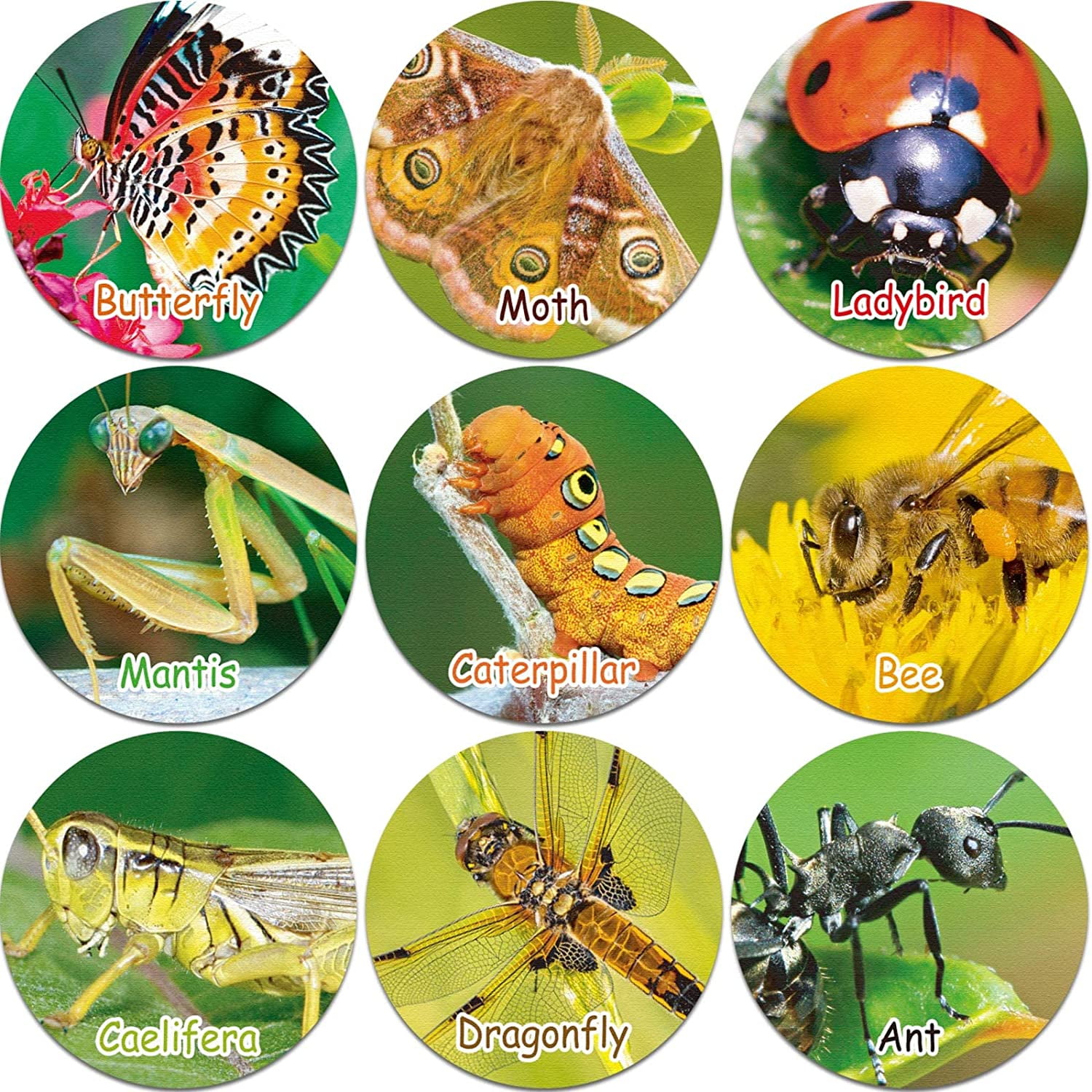 600 Pieces Insect Stickers for Kids, Spring Bugs Party Theme Label ...