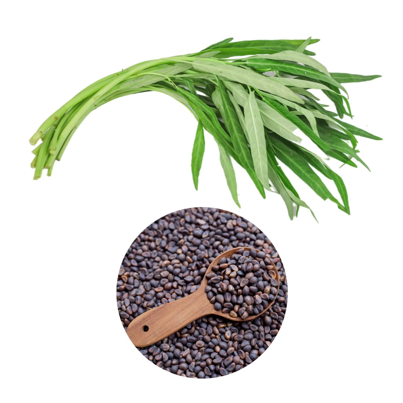 600+ Premium Kangkong Seeds - Ong MVR1 Choy - Rau Muong - Kong Xin CAI Seeds | High 97% ...