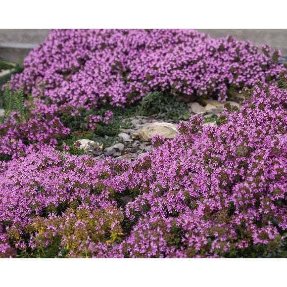 Red Creeping Thyme