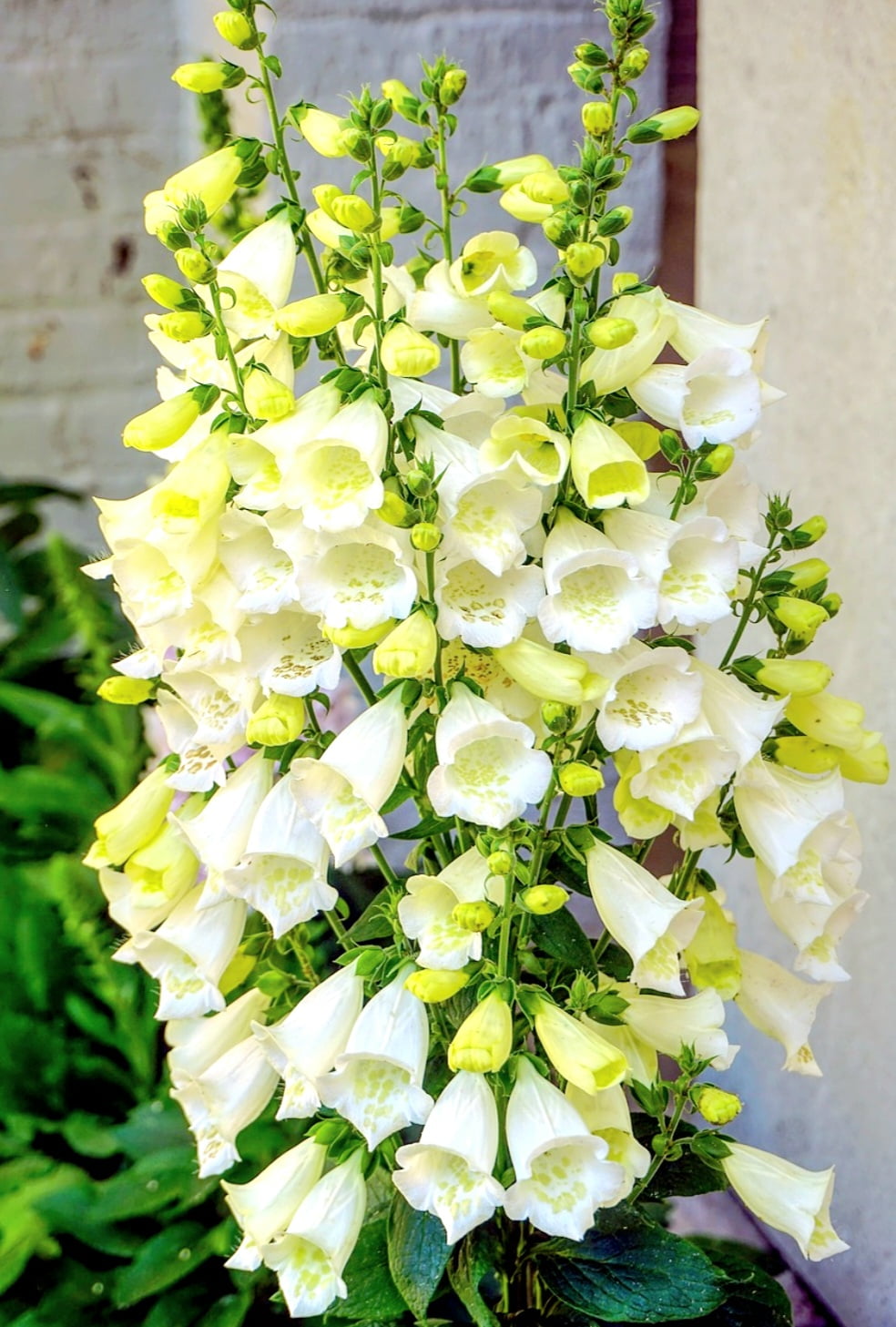 6000 Alba Foxglove Seeds Digitalis Dalmatian cream Flower Dwarf Beauty ...