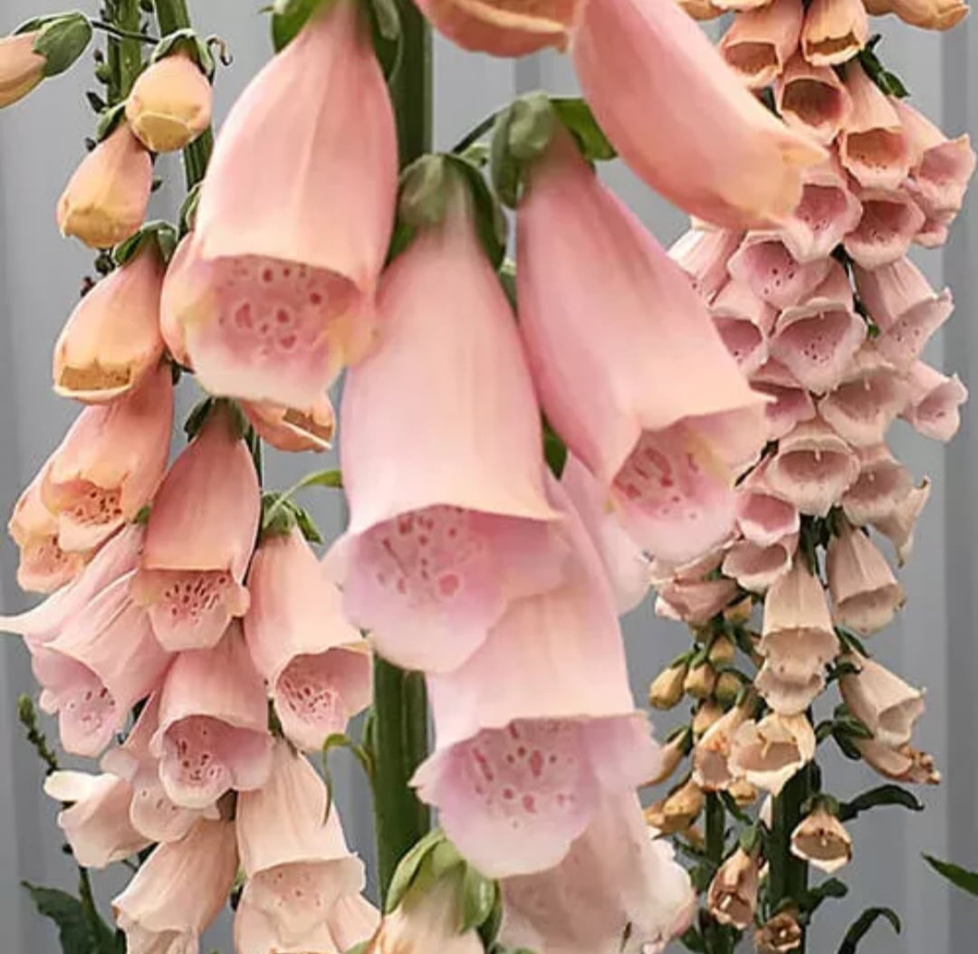 6000 Apricot Foxglove Seeds Digitalis Dalmatian Dwarf Beauty Faerie ...