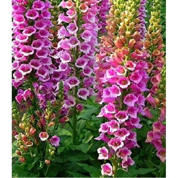 6000 Pink Foxglove Seeds Digitalis Dalmatian Perennial Shrub Dwarf ...