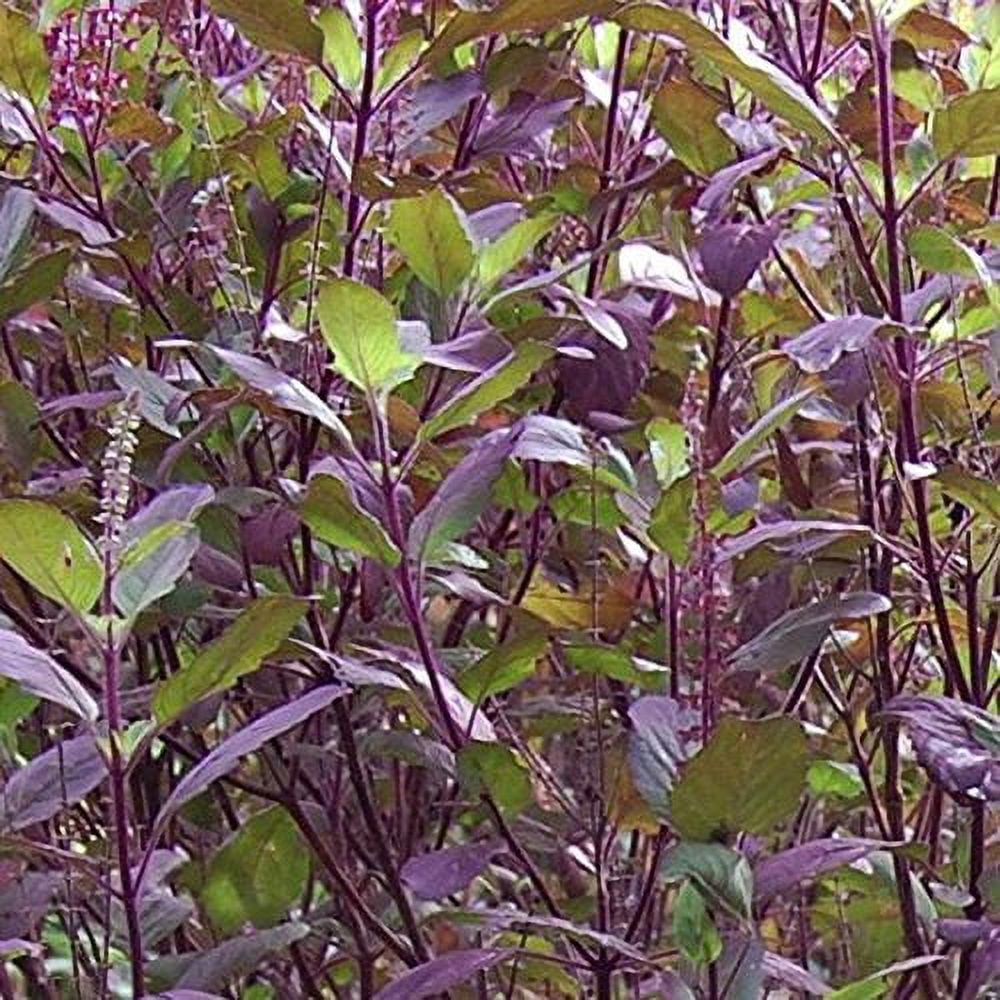 Palm Beach MedicinalUMRT Herbs - Krishna Tulsi Basil (Ocimum Sanctum ...